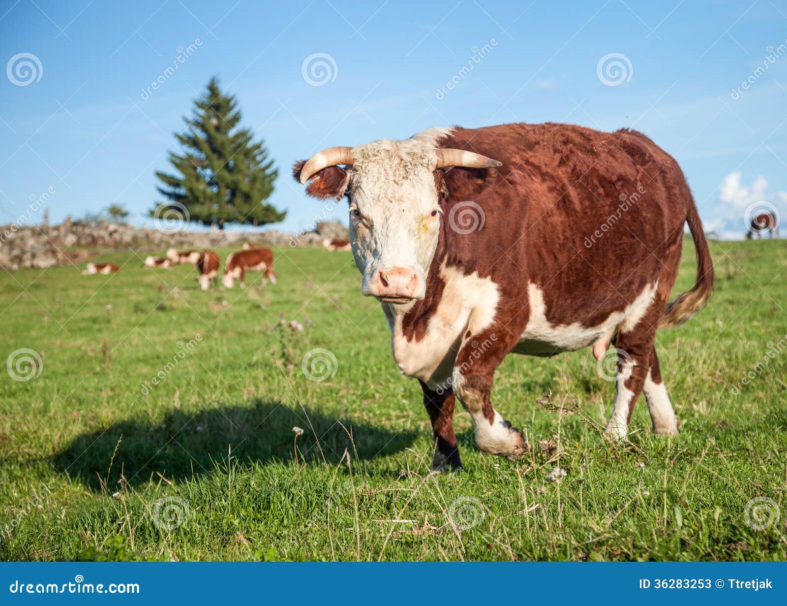 Vaca grande de Hereford imagem de stock. Imagem de verde - 36283253