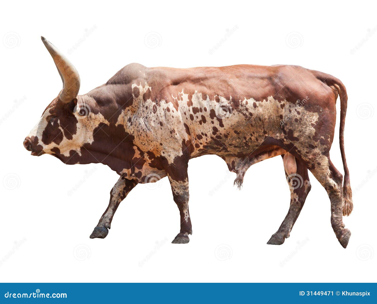 Vaca Grande Del Buey De Watusi Imagen de archivo - Imagen de cara ...