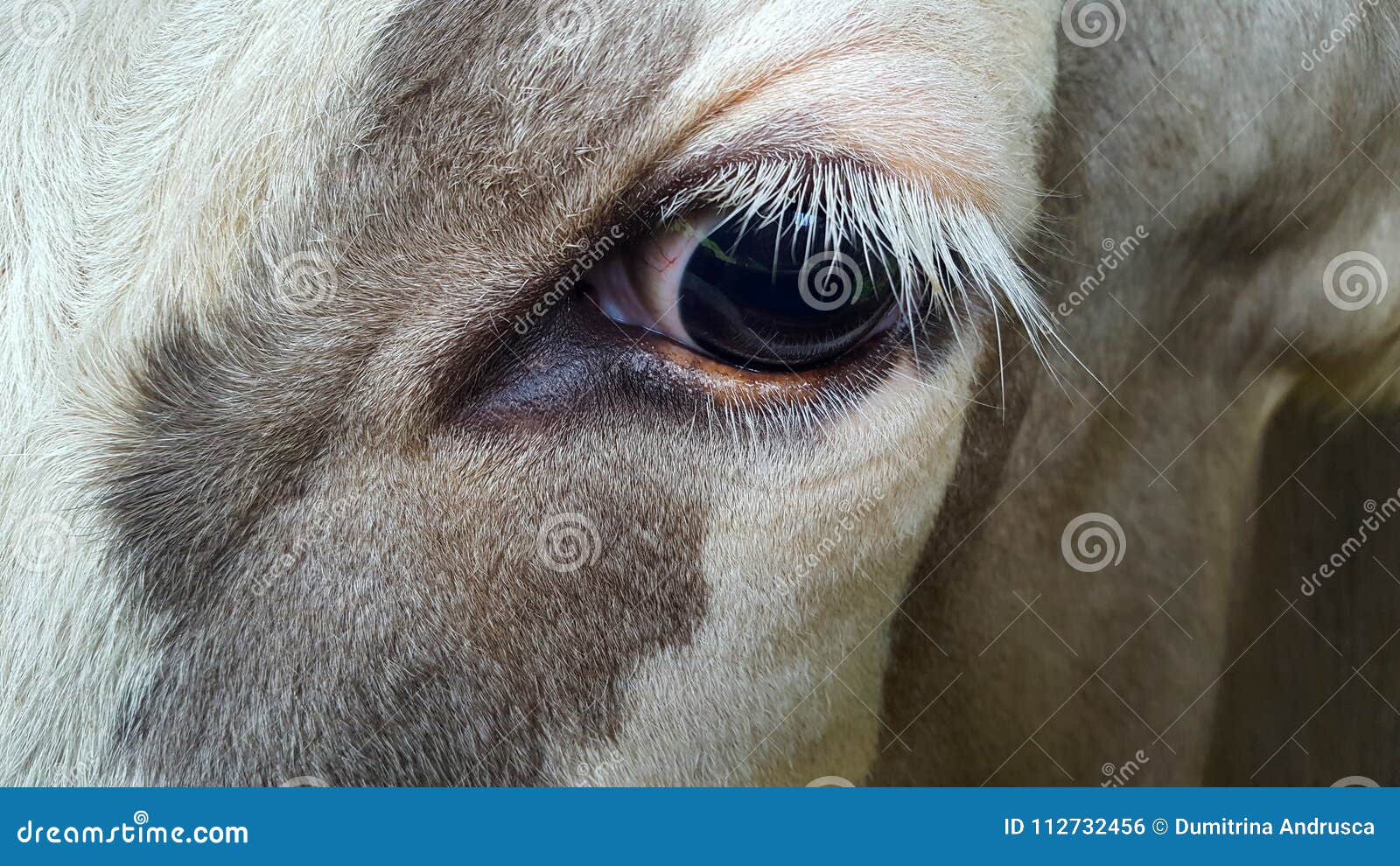 Vaca grande del ojo foto de archivo. Imagen de vertebrado - 112732456