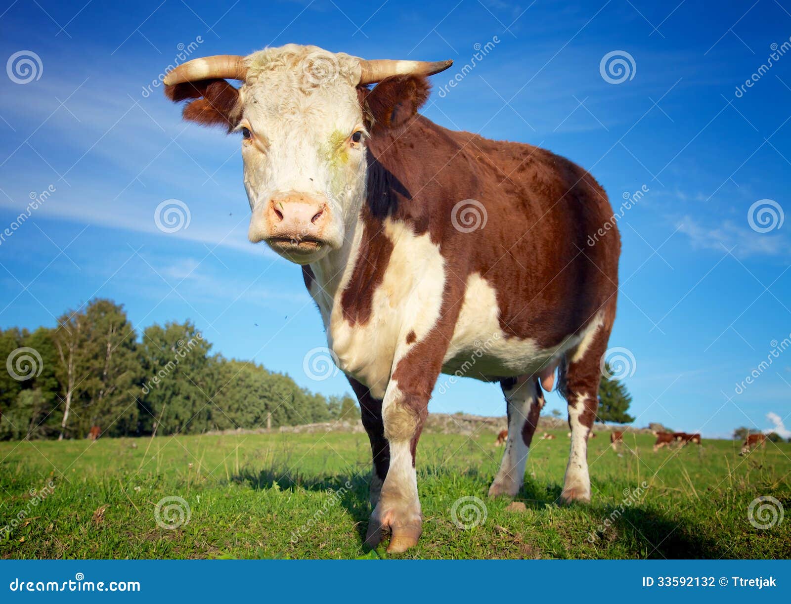 Vaca grande en el prado foto de archivo. Imagen de mirando - 33592132