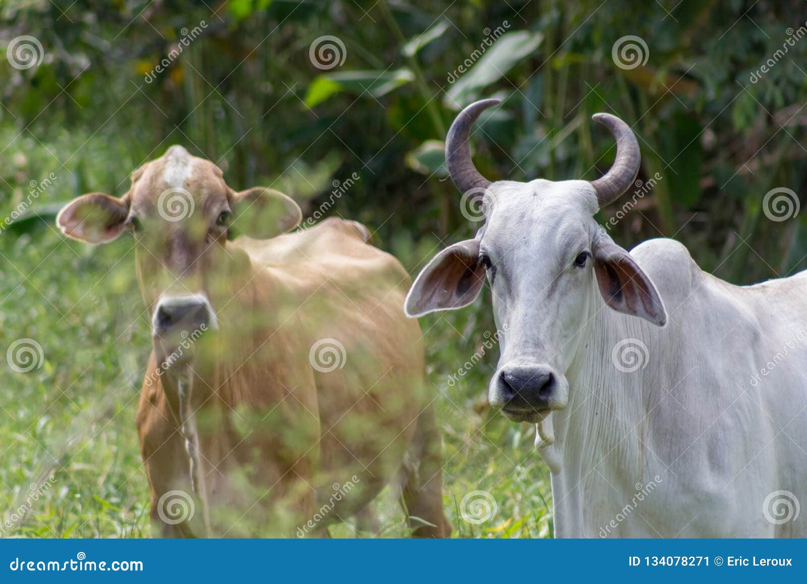 Vaca Grande Hermosa En Venezuela Imagen de archivo - Imagen de pasto ...