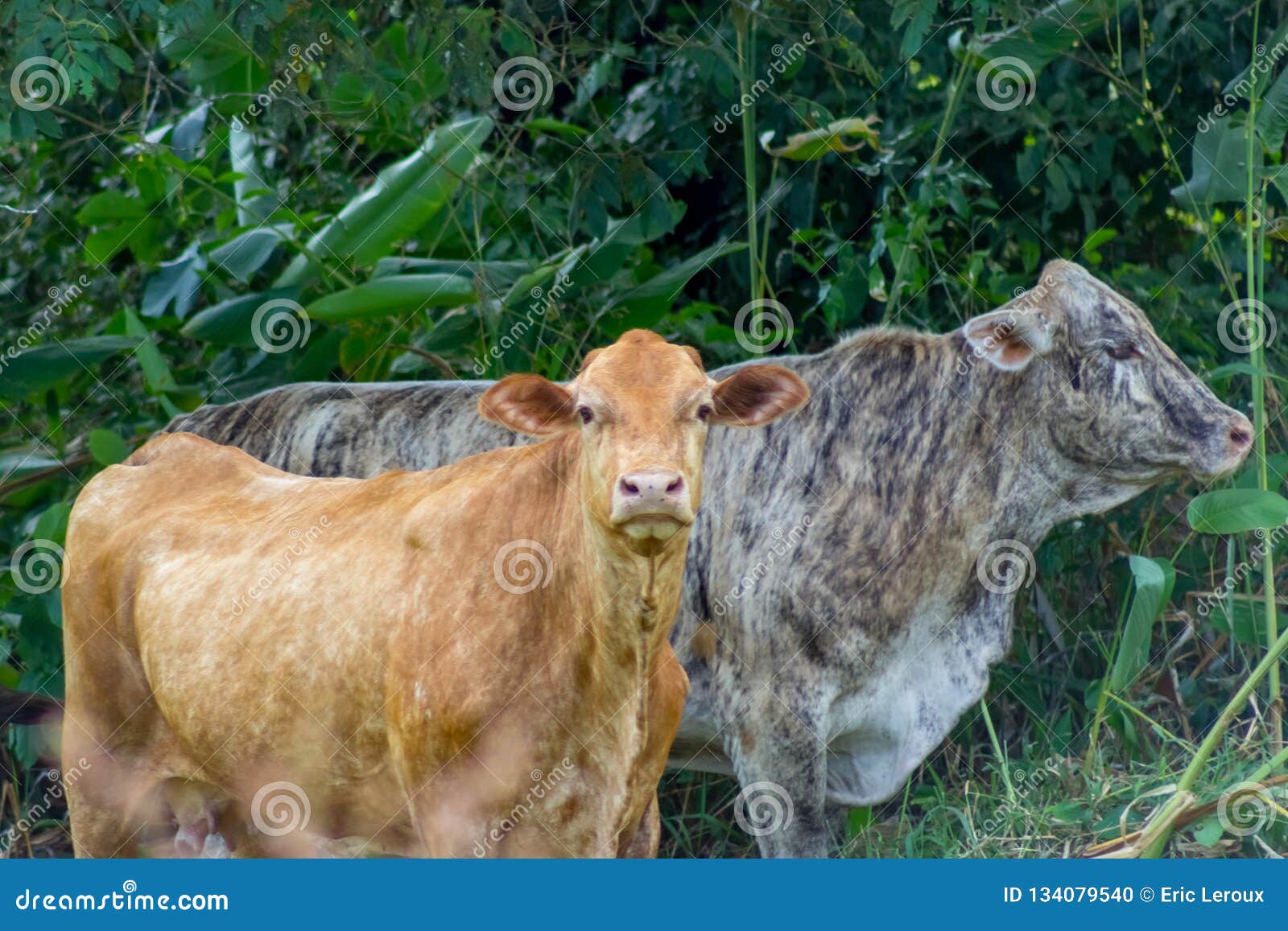 Vaca Grande Hermosa En Venezuela Foto de archivo - Imagen de ganados ...