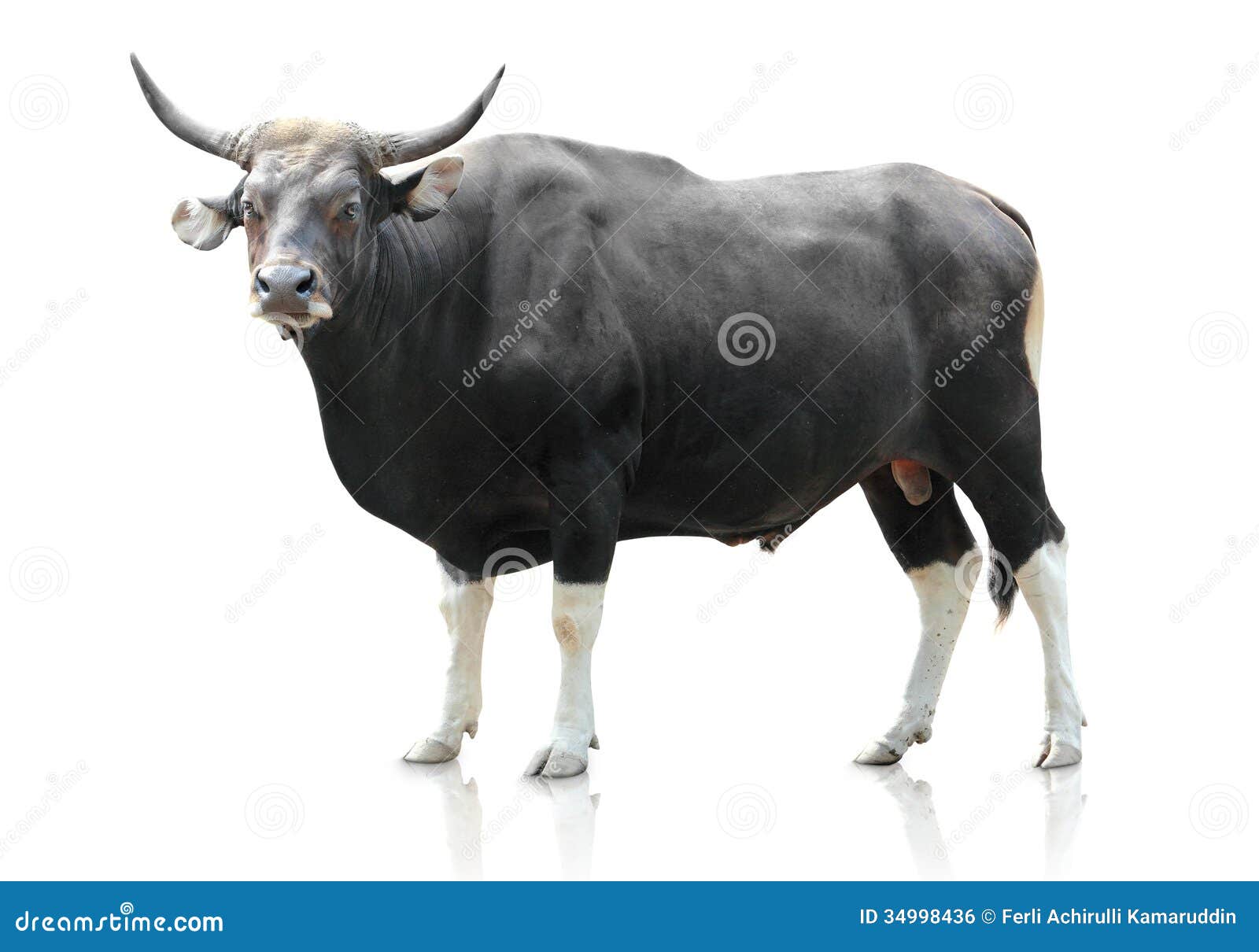 Vaca Grande Preta No Fundo Branco Foto de Stock - Imagem de gado ...