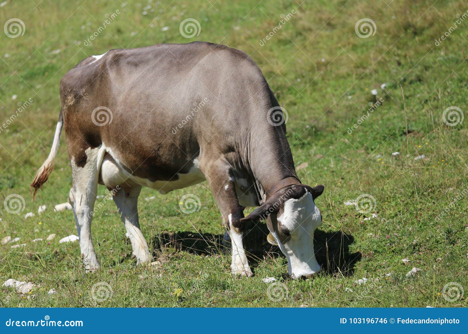 Vaca Grande Que Pasta No Prado Da Montanha Foto de Stock - Imagem de ...