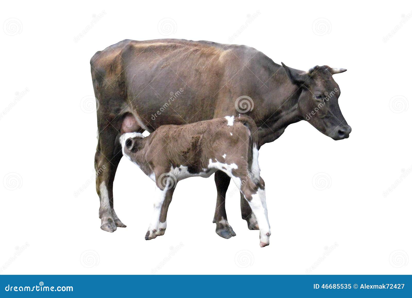 Vaca Gris Con El Becerro Aislado En El Blanco Imagen de archivo ...