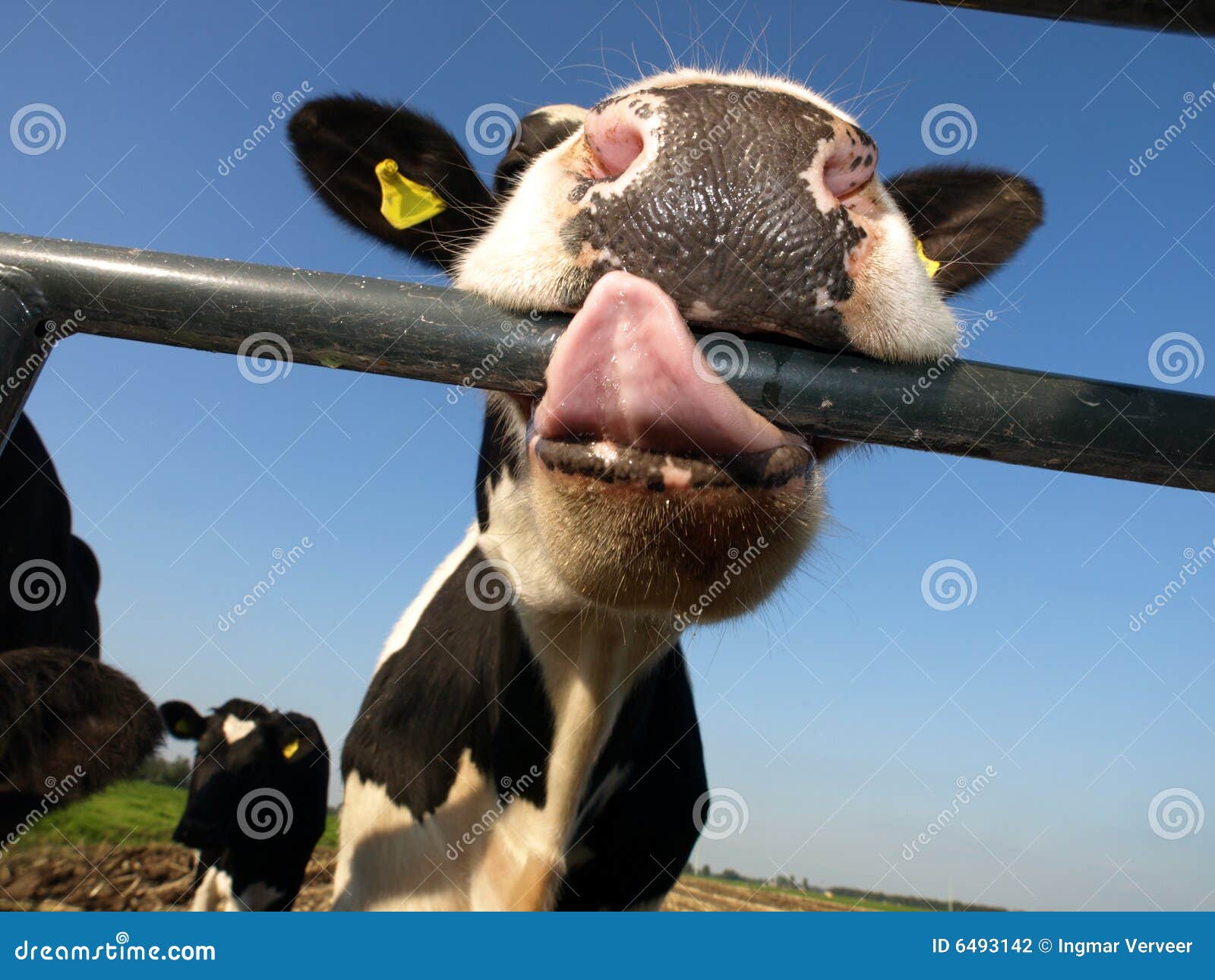 Vaca hambrienta foto de archivo. Imagen de cerca, pluma - 6493142