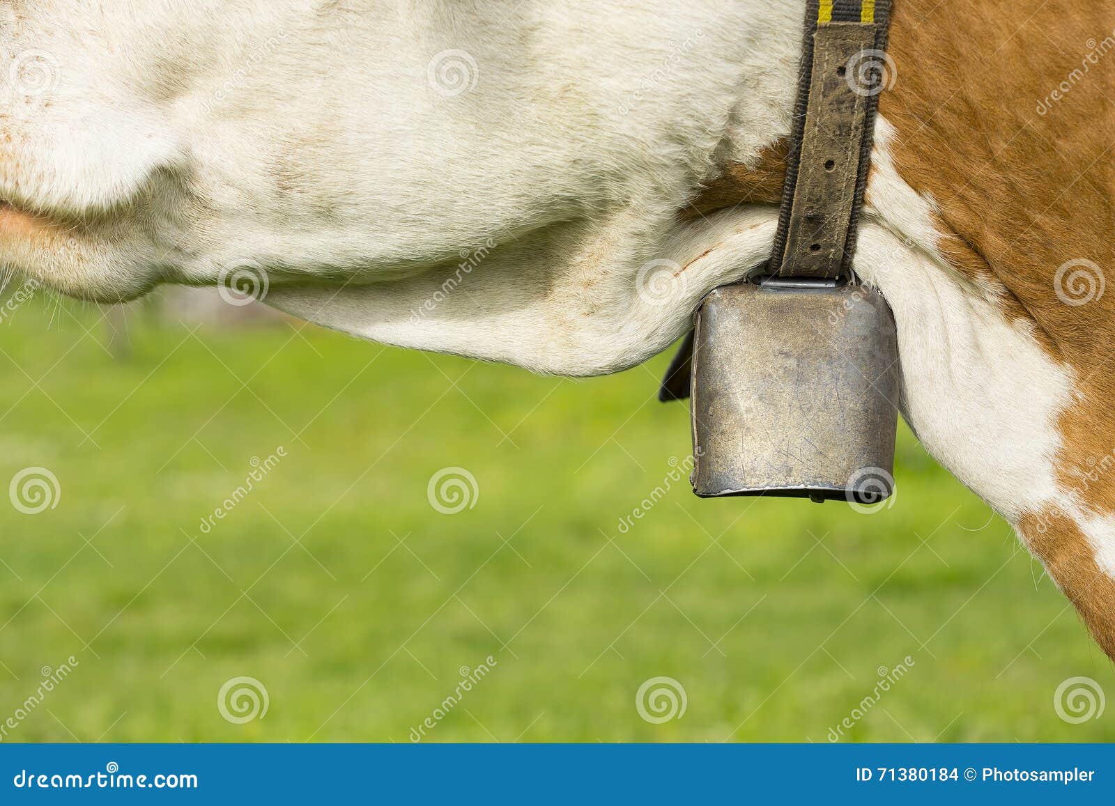 Vaca hambrienta foto de archivo. Imagen de hocico, leche - 71380184