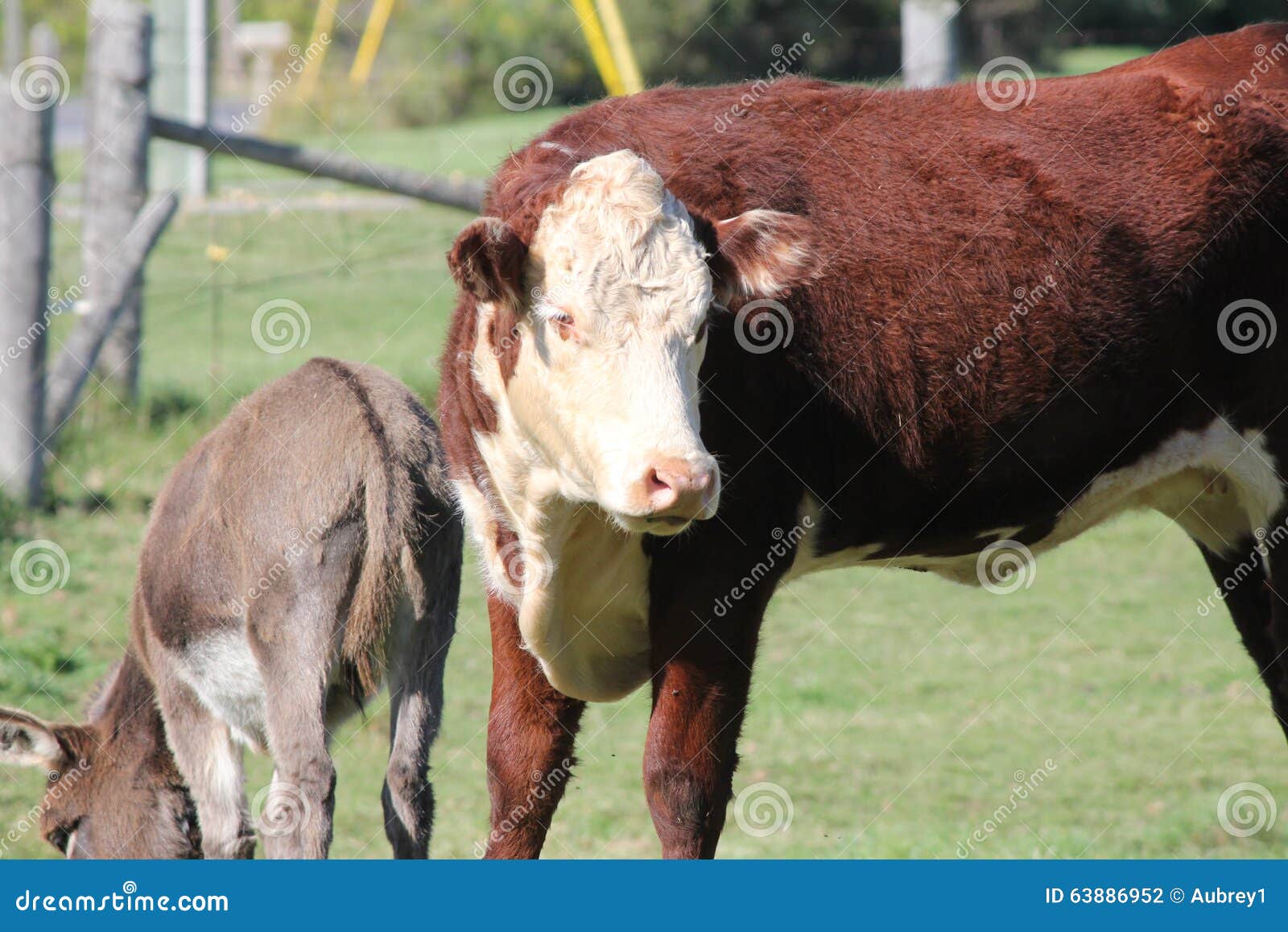 Vaca - Hereford - burro foto de archivo. Imagen de mentira - 63886952