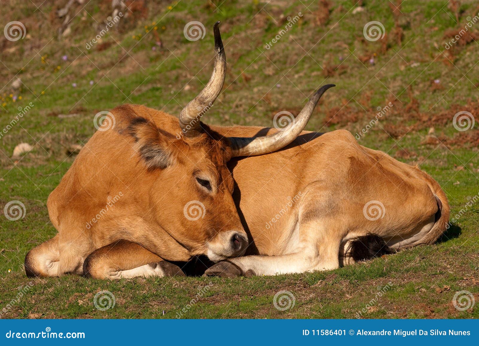 Vaca hermosa imagen de archivo. Imagen de manada, mentiras - 11586401