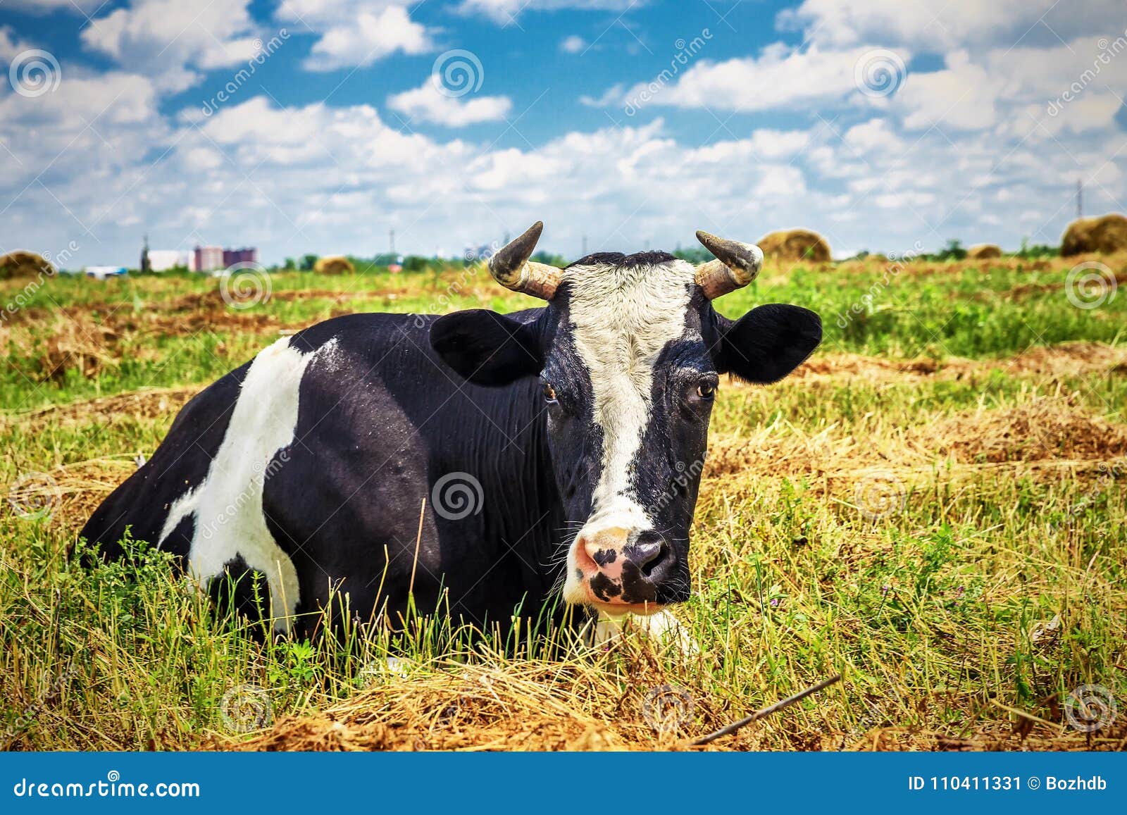 Vaca hermosa en el campo imagen de archivo. Imagen de pastoral - 110411331