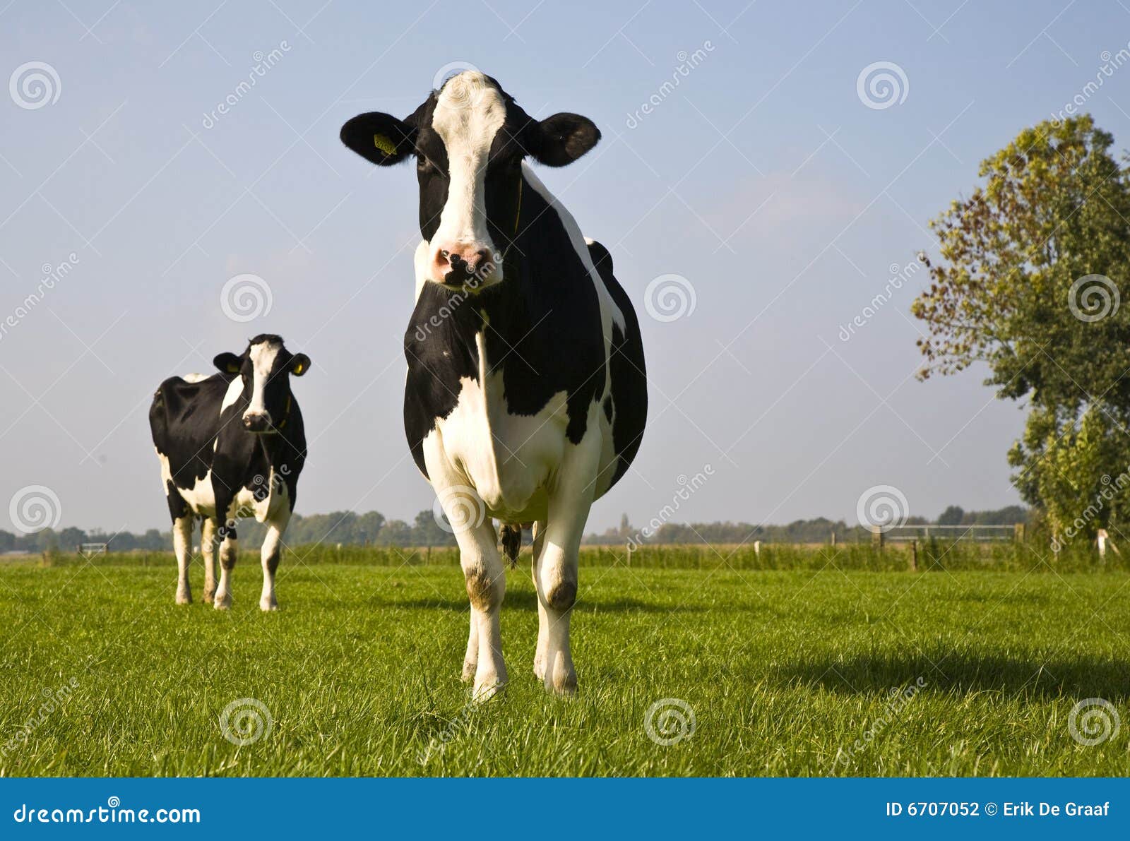 Vaca holandesa foto de archivo. Imagen de neerlandeses - 6707052