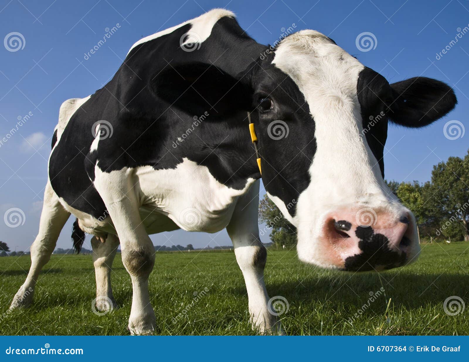Vaca holandesa foto de archivo. Imagen de prado, pasto - 6707364