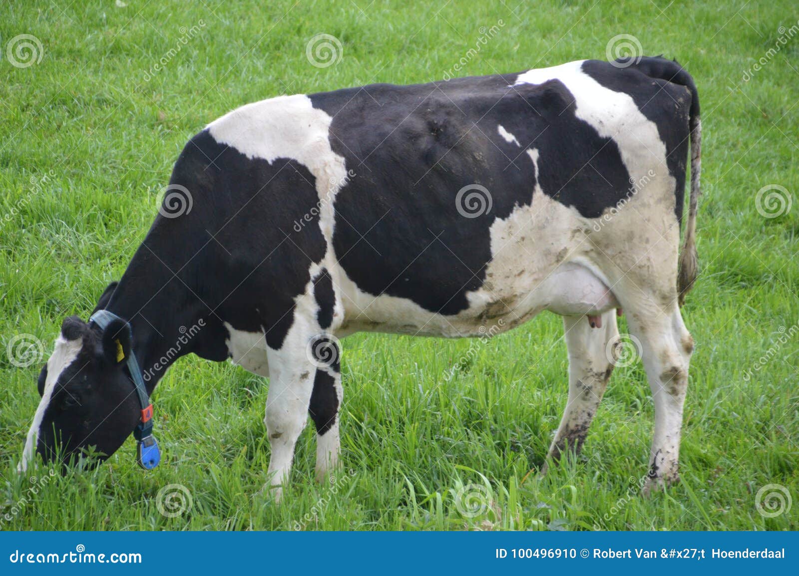 Vaca Holandesa En La Hierba Foto de archivo - Imagen de pasto, holanda ...