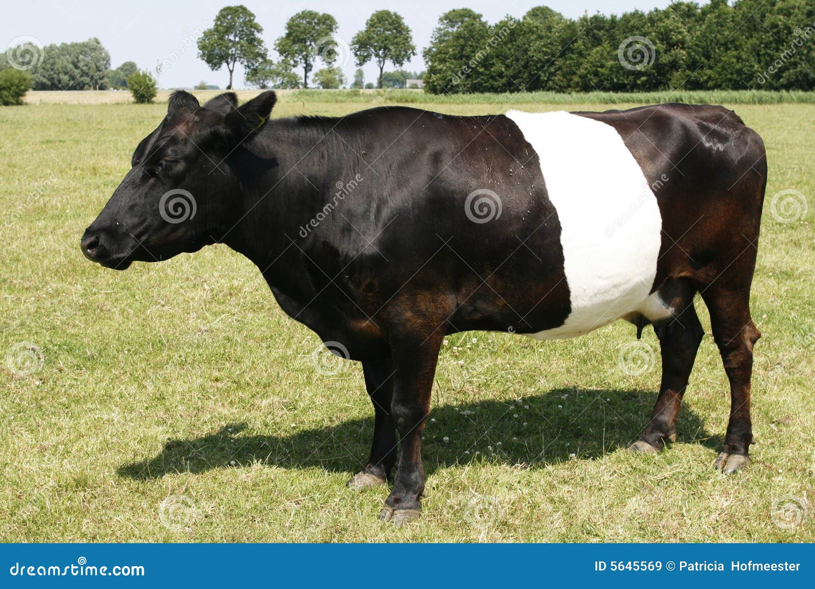 Vaca Holandesa Original De Lakenvelder Imagem de Stock - Imagem de ...