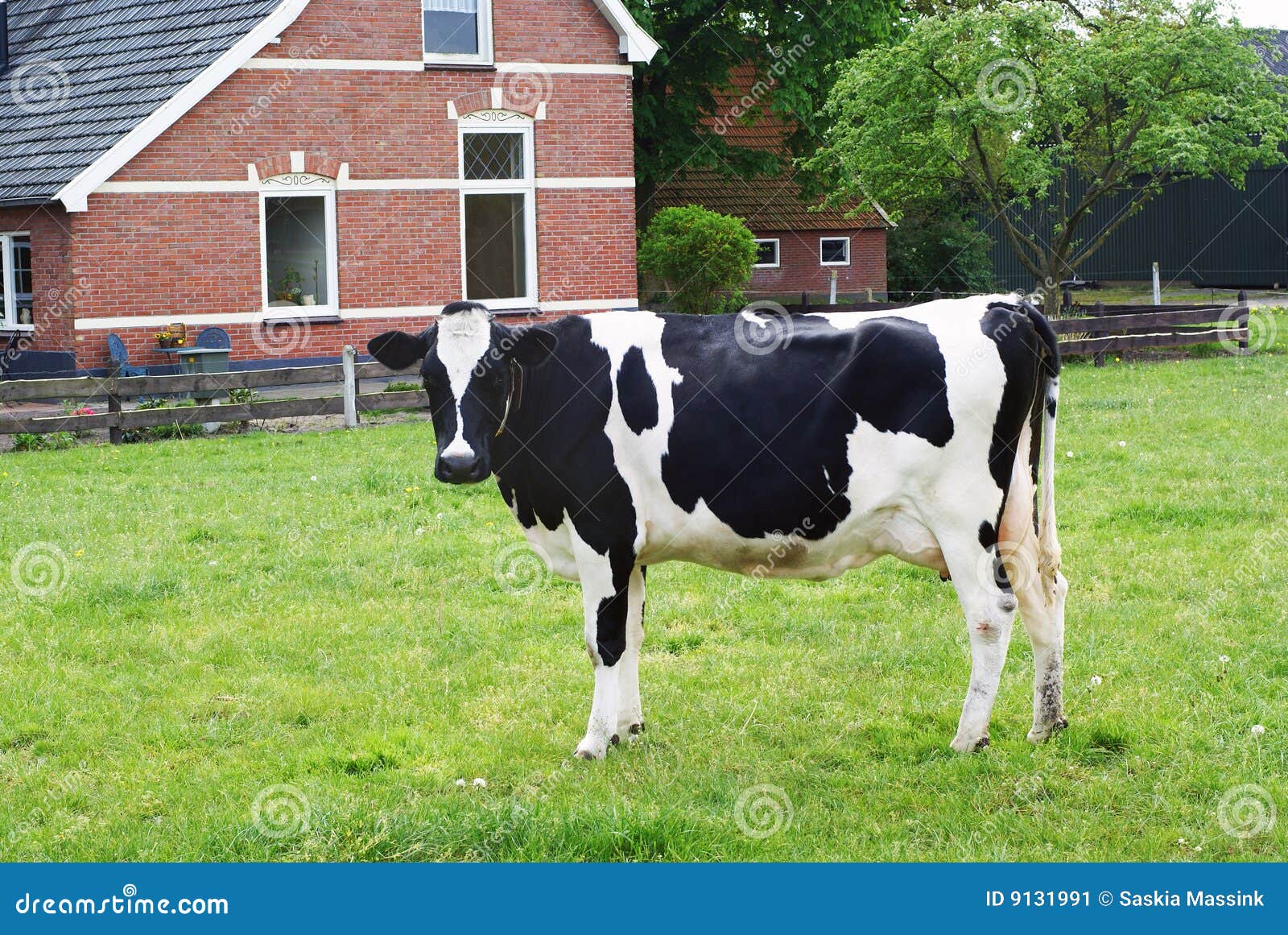 Vaca Holandesa Preto E Branco. Imagem de Stock - Imagem de vaca, branco ...