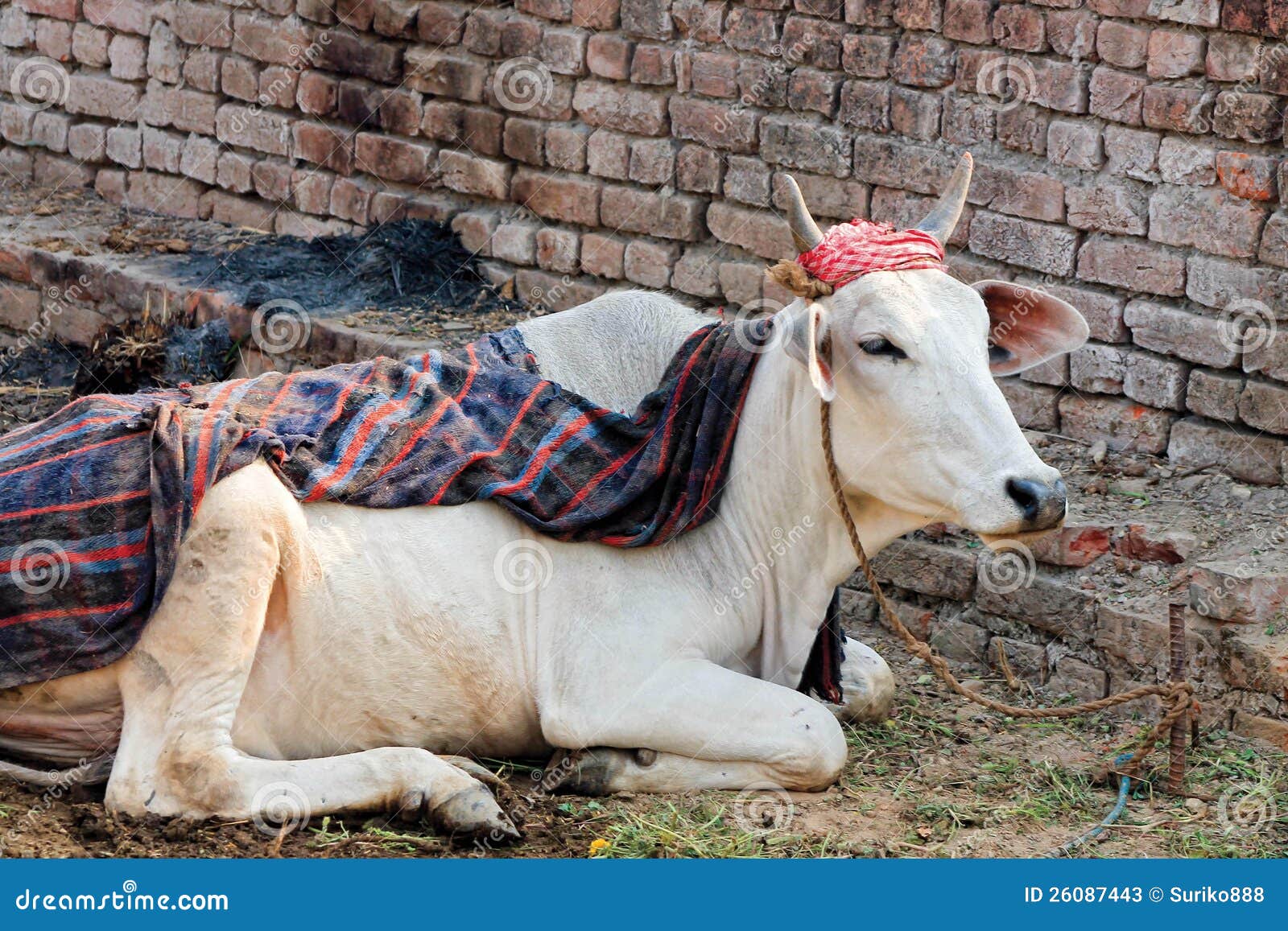 Vaca india imagen de archivo. Imagen de azul, comer, curioso - 26087443