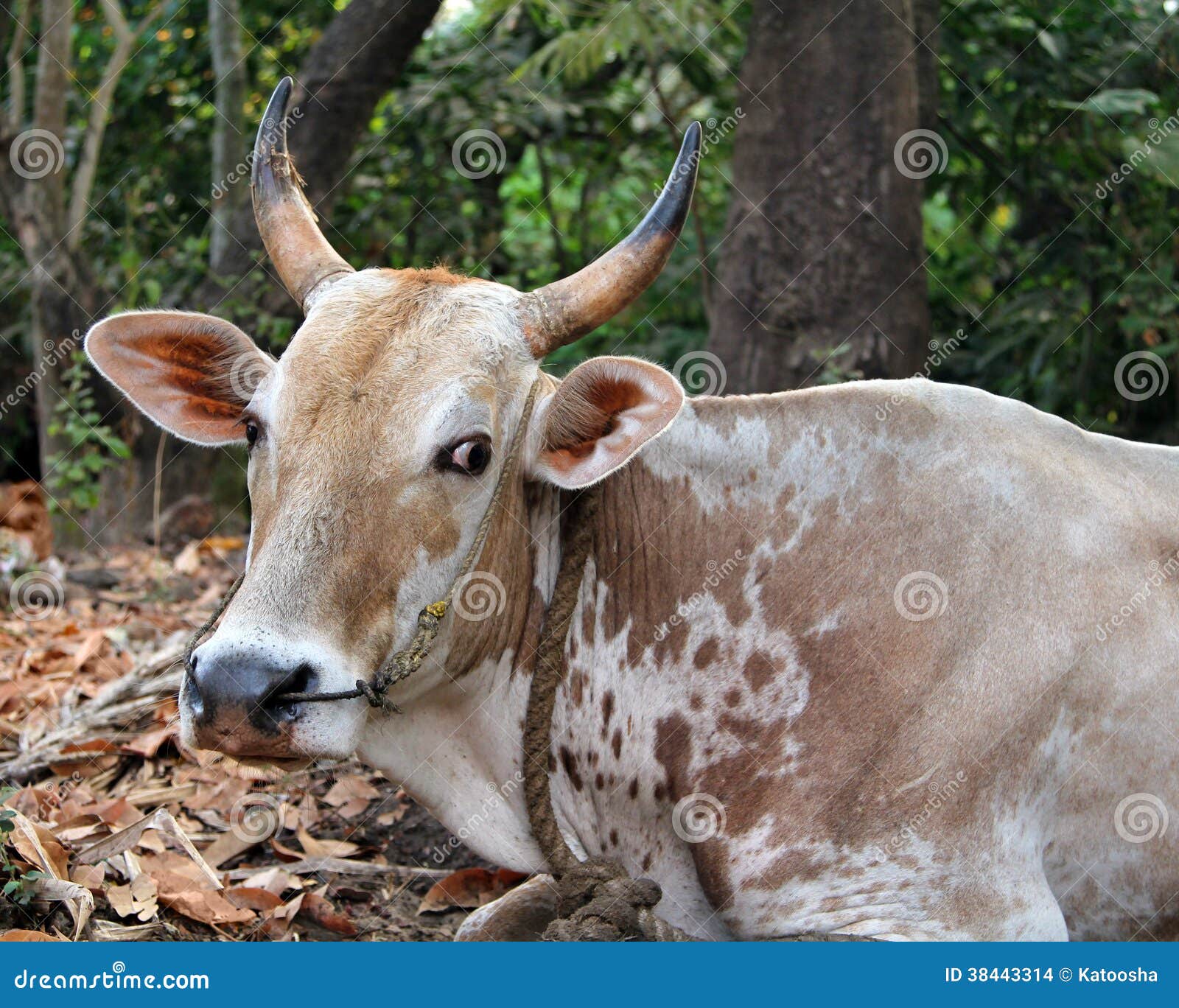 Vaca India Que Descansa Sobre La Tierra Foto de archivo - Imagen de ...
