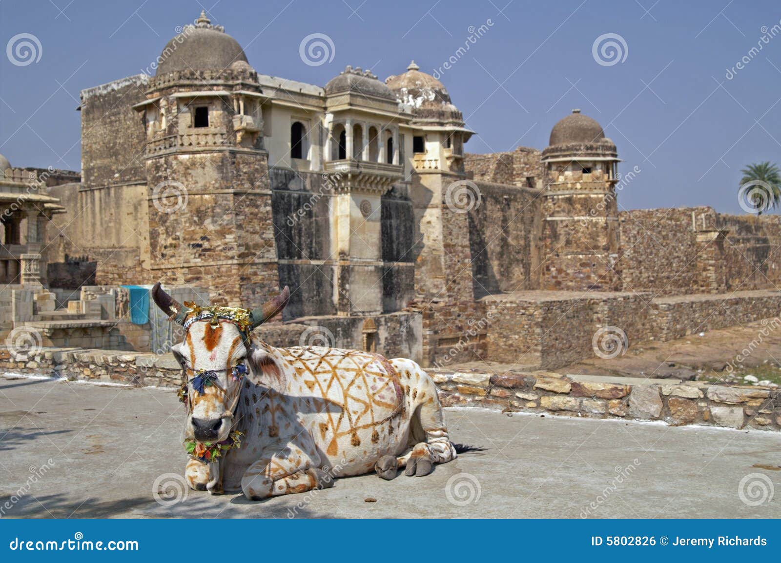 Vaca india santa foto de archivo. Imagen de ganados, cultura - 5802826