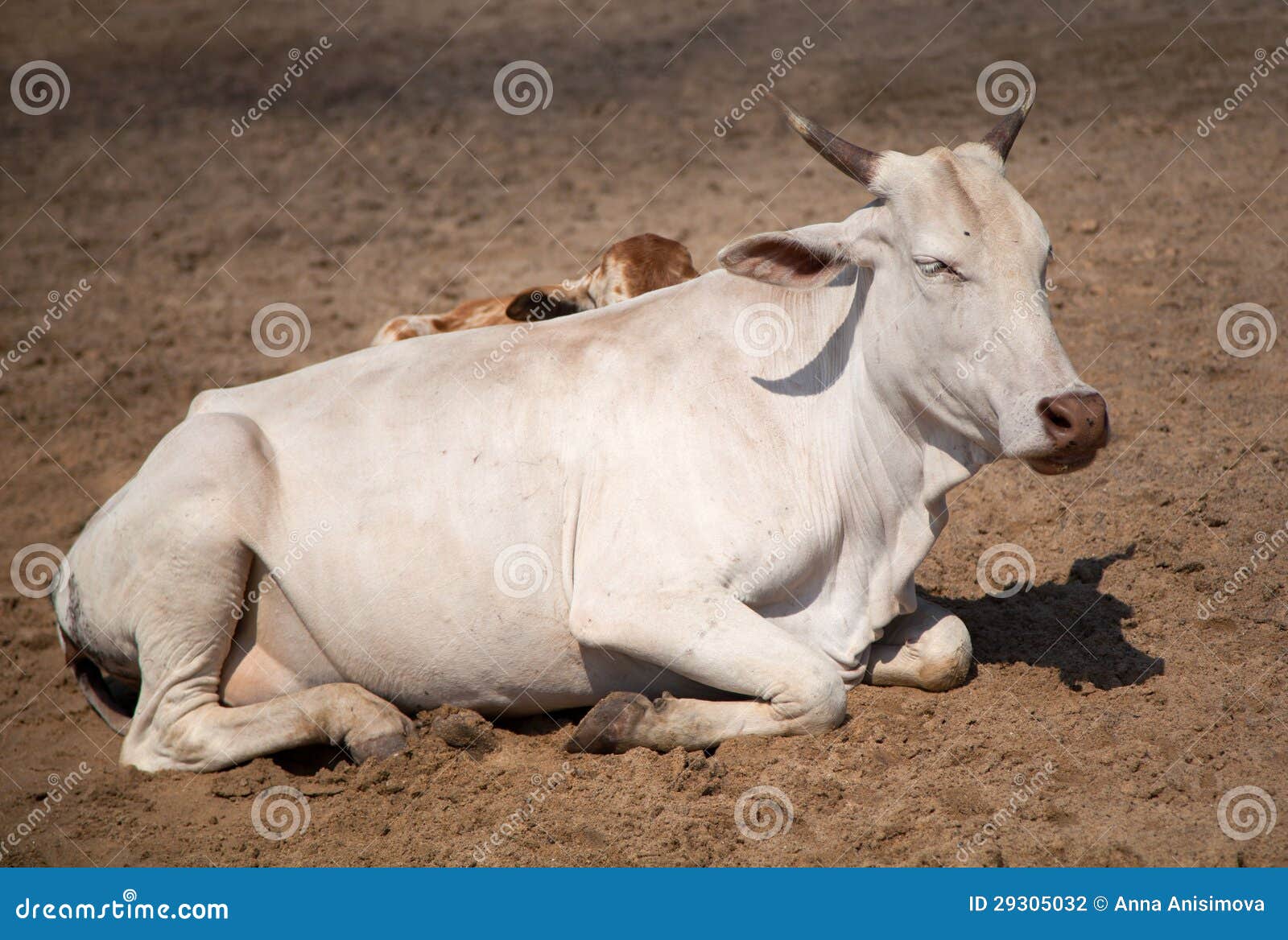 Vaca India Santa En La Arena Foto de archivo - Imagen de rumiante, azul ...