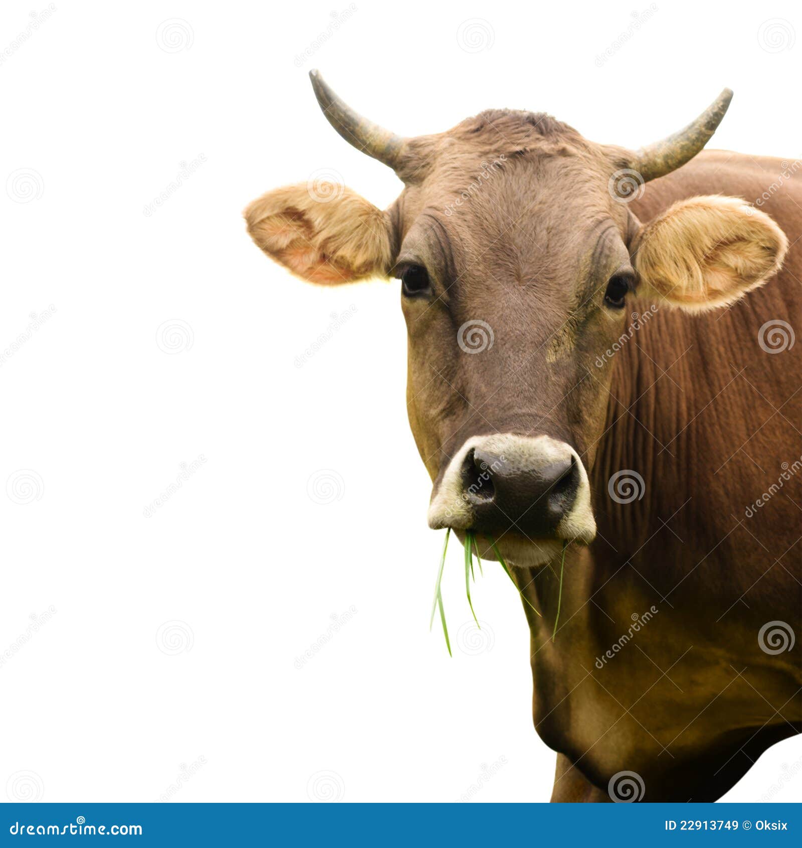 Vaca isolada imagem de stock. Imagem de alimento, fazenda - 22913749