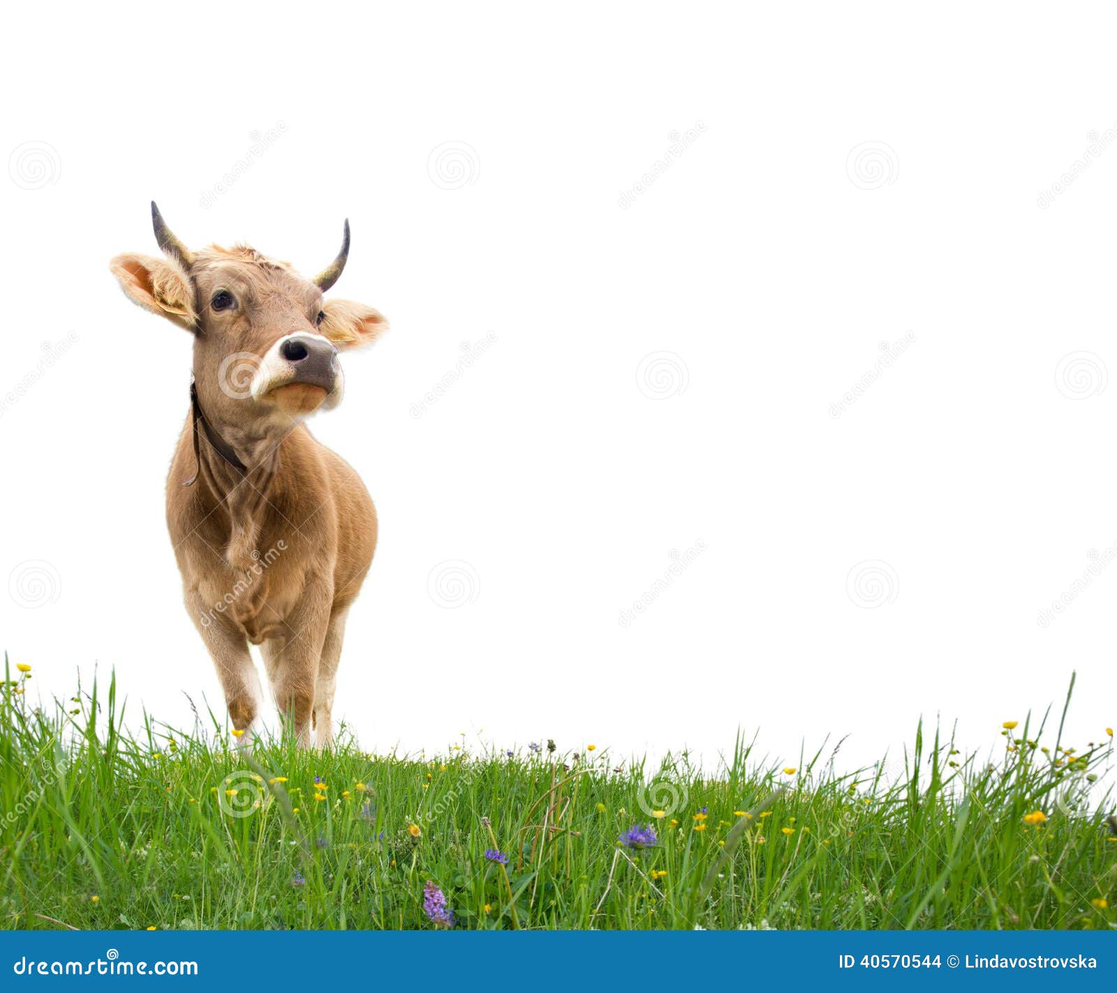 Vaca isolada foto de stock. Imagem de animal, foco, erva - 40570544