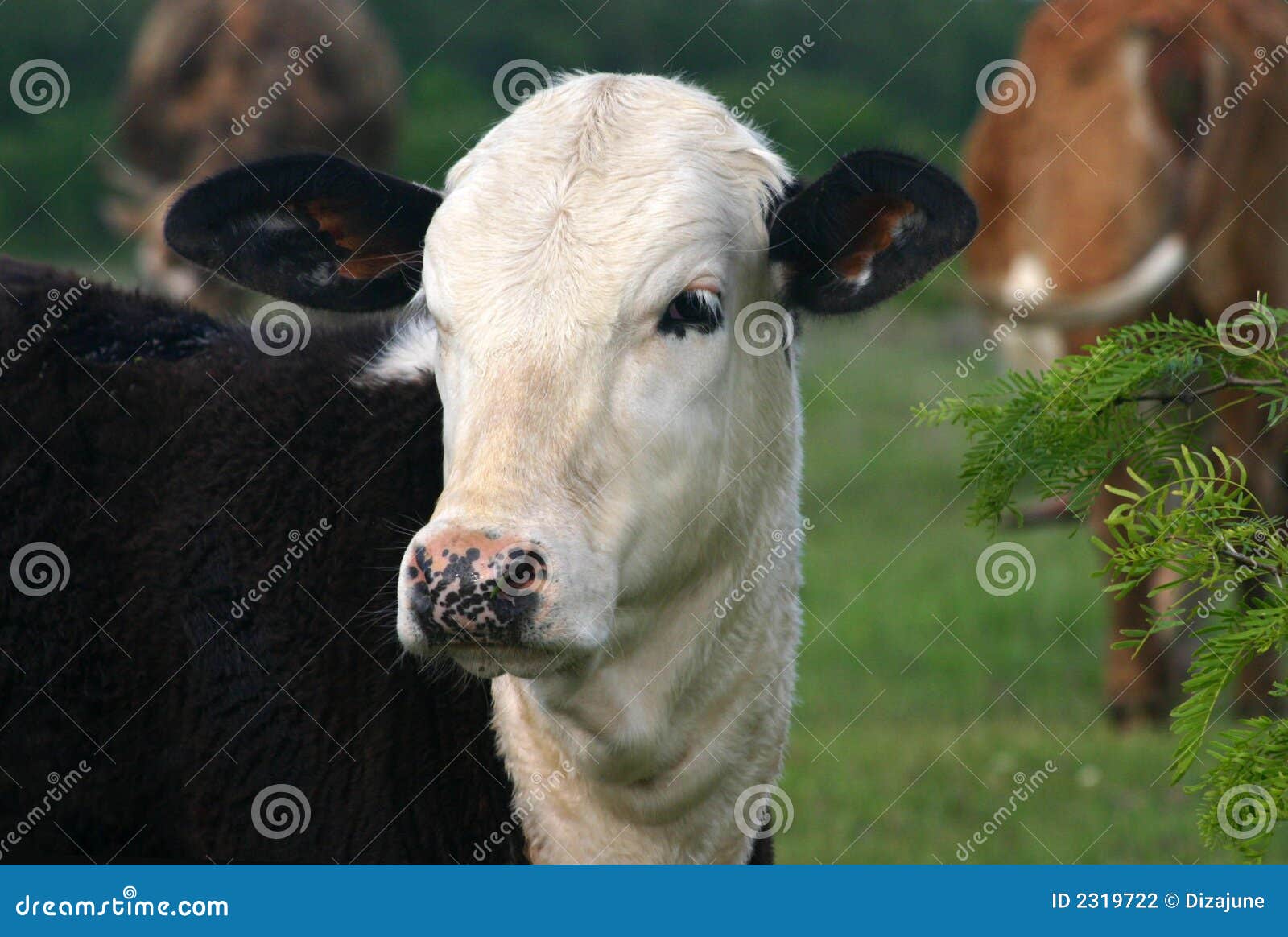 Vaca joven foto de archivo. Imagen de manchado, anhelo - 2319722