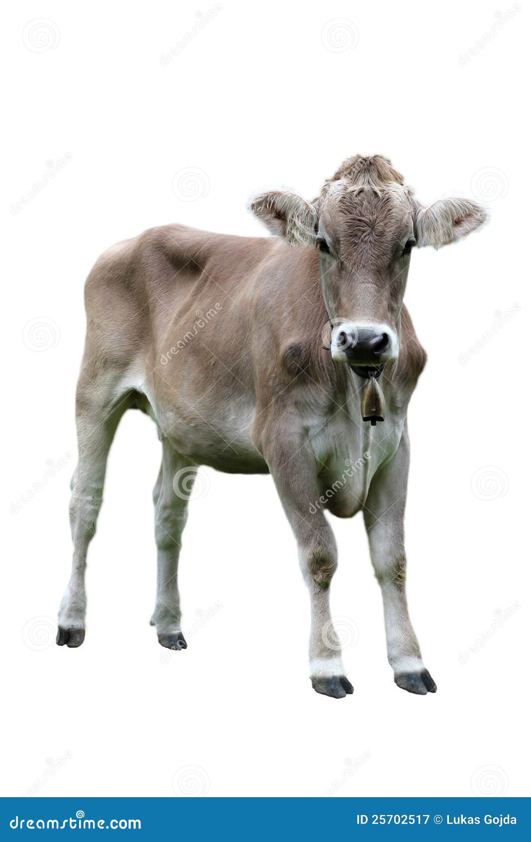 Vaca joven imagen de archivo. Imagen de modelo, espacio - 25702517