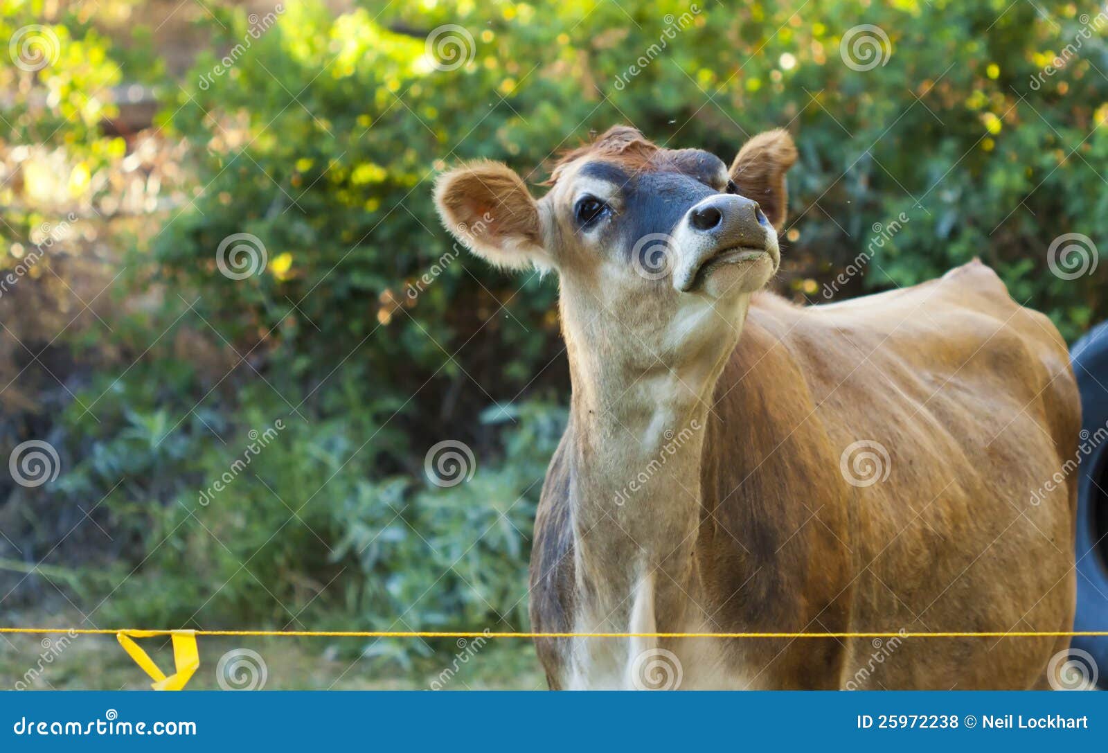 Vaca joven foto de archivo. Imagen de vacas, libre, afuera - 25972238