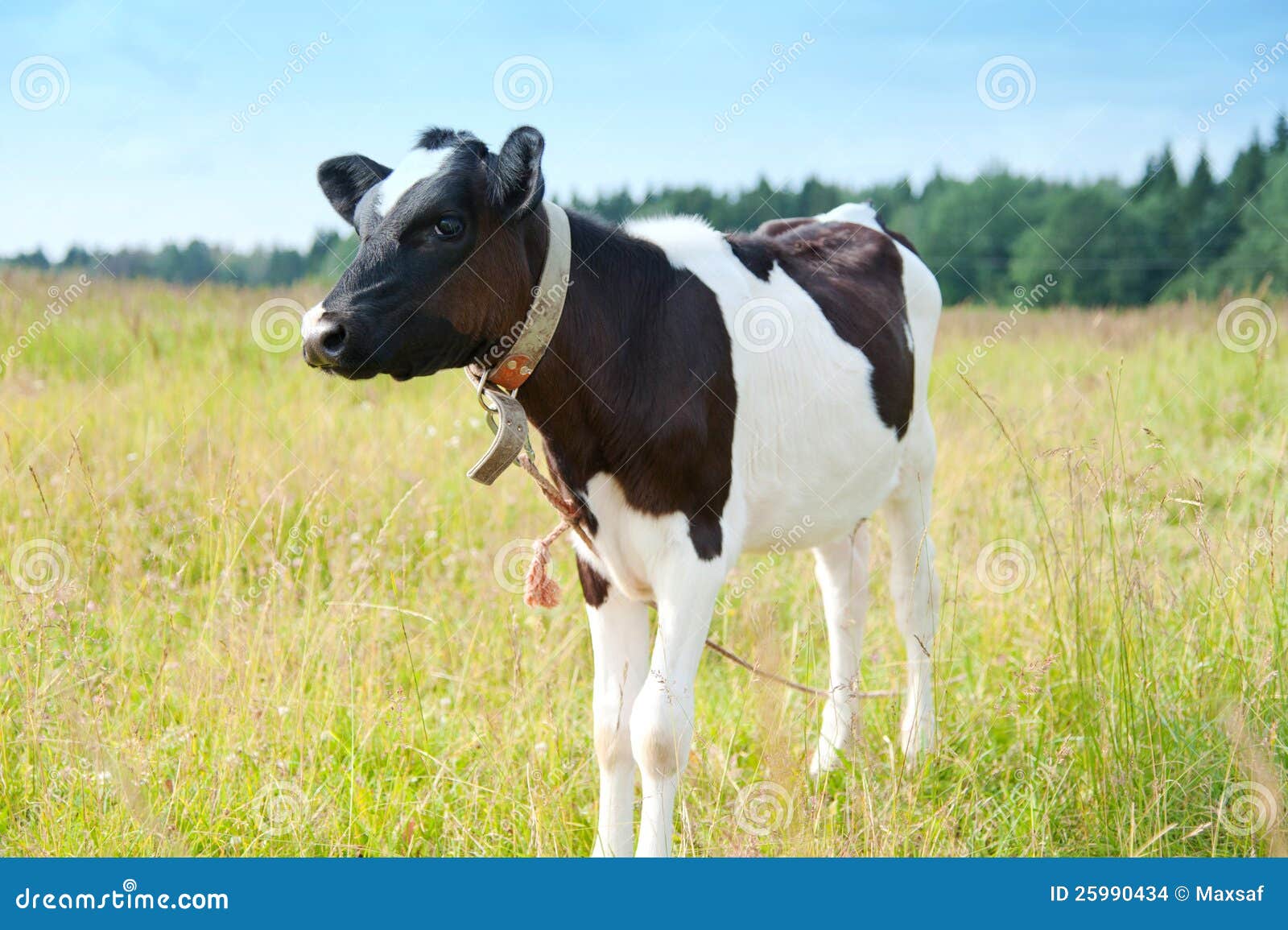Vaca joven foto de archivo. Imagen de sunset, azul, amanecer - 25990434
