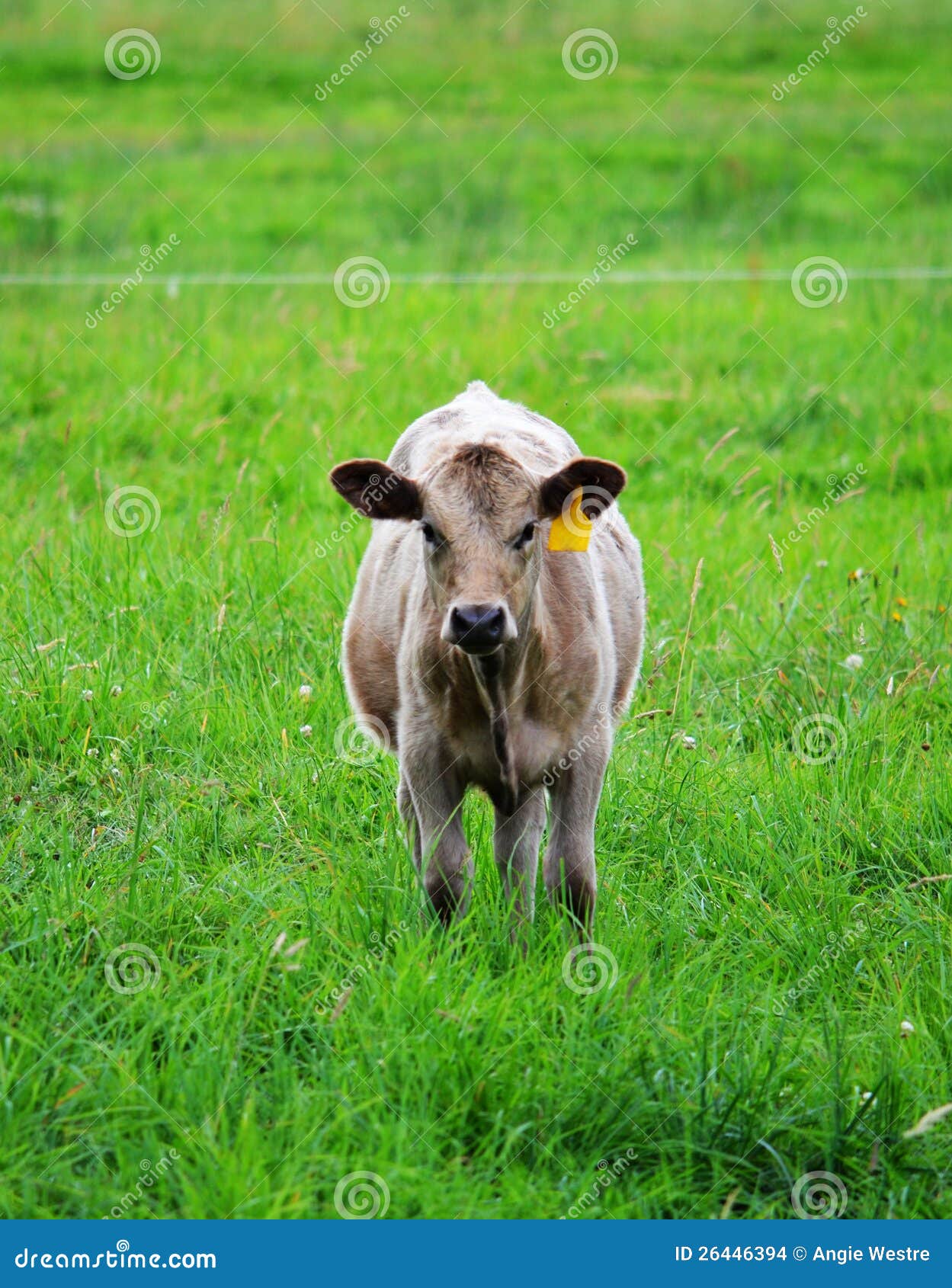 Vaca joven foto de archivo. Imagen de agricultura, juventud - 26446394