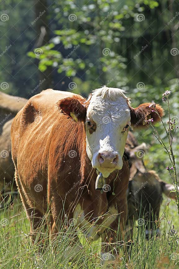 Vaca joven imagen de archivo. Imagen de carne, ganado - 33297625