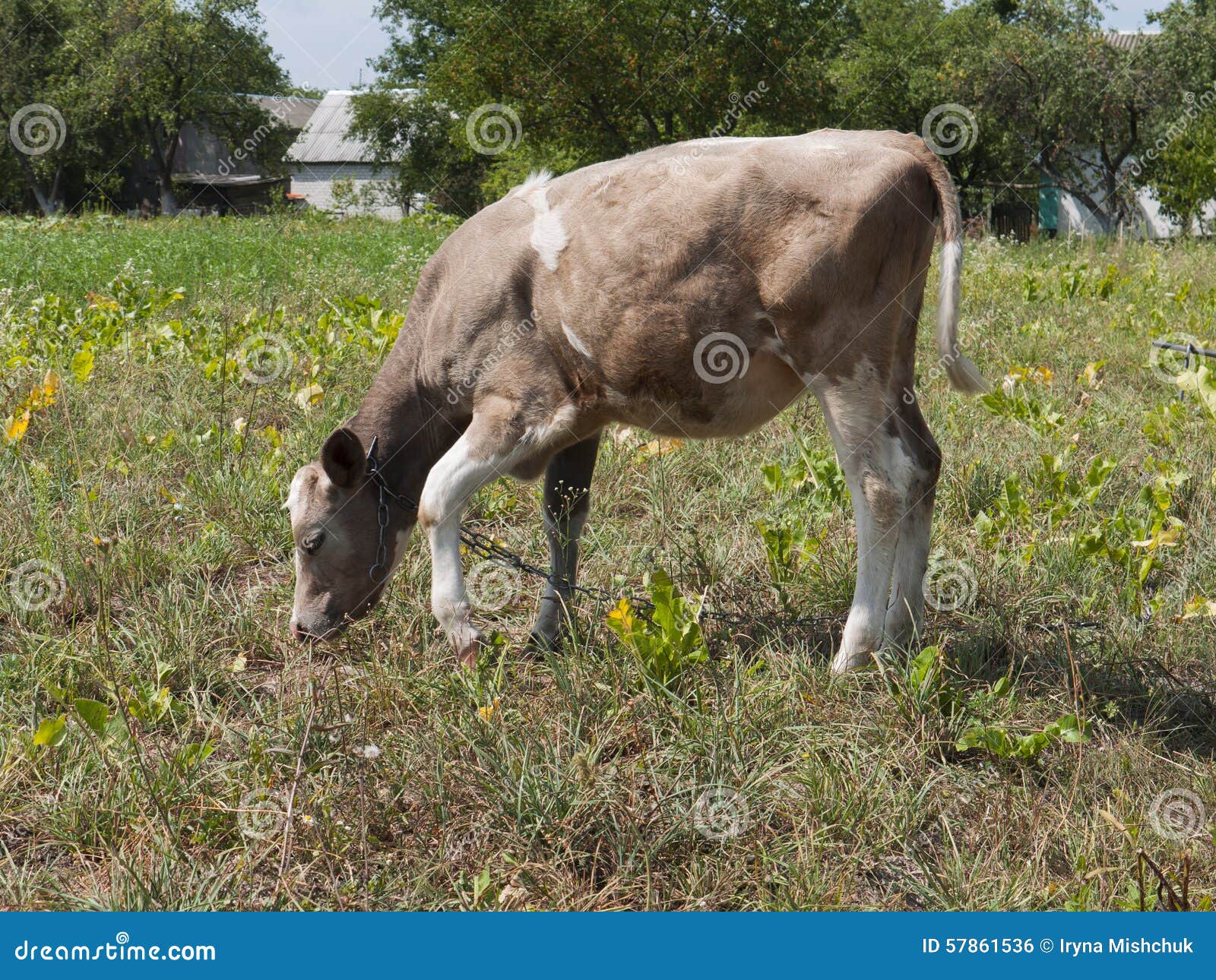 Vaca joven foto de archivo. Imagen de doméstico, vaca - 57861536