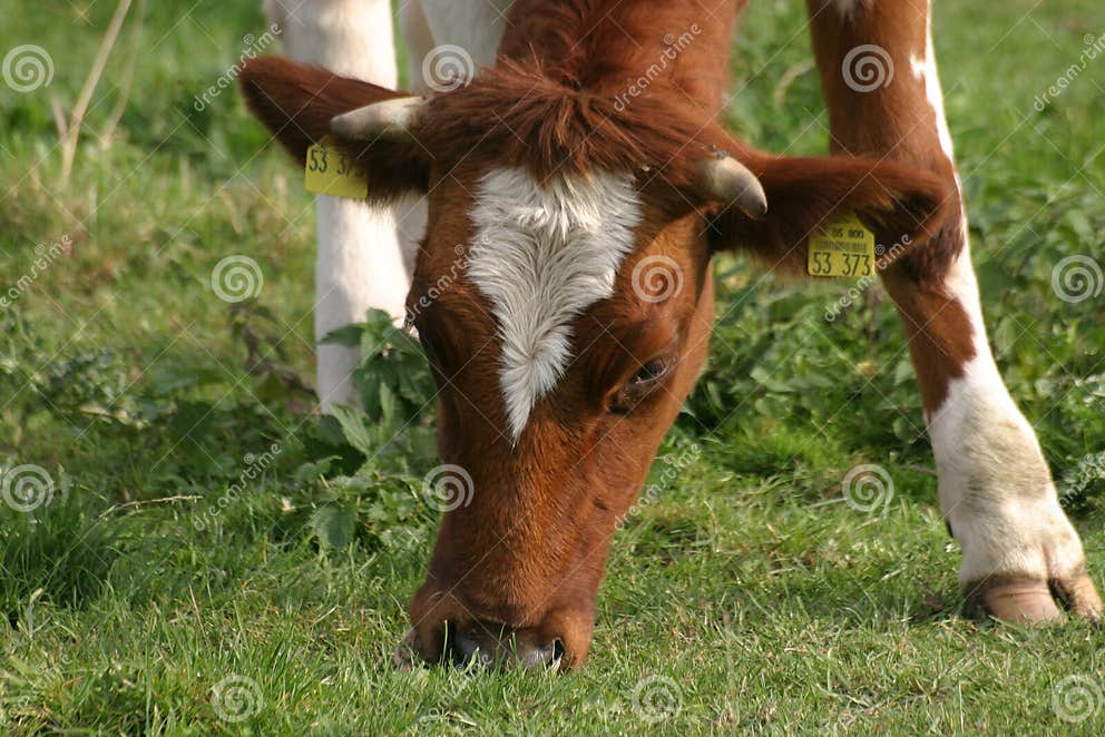 Vaca joven imagen de archivo. Imagen de leche, verde, joven - 697961