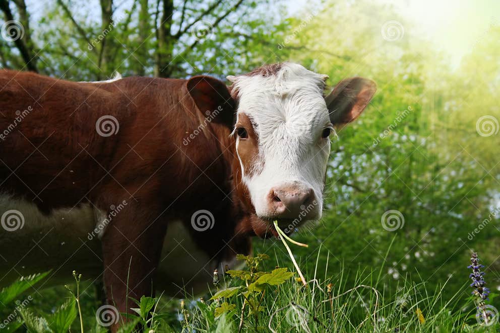 Vaca joven foto de archivo. Imagen de pueda, travieso - 8798136
