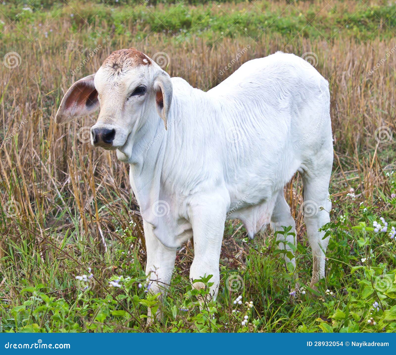 Vaca joven blanca foto de archivo. Imagen de hierba, cuero - 28932054