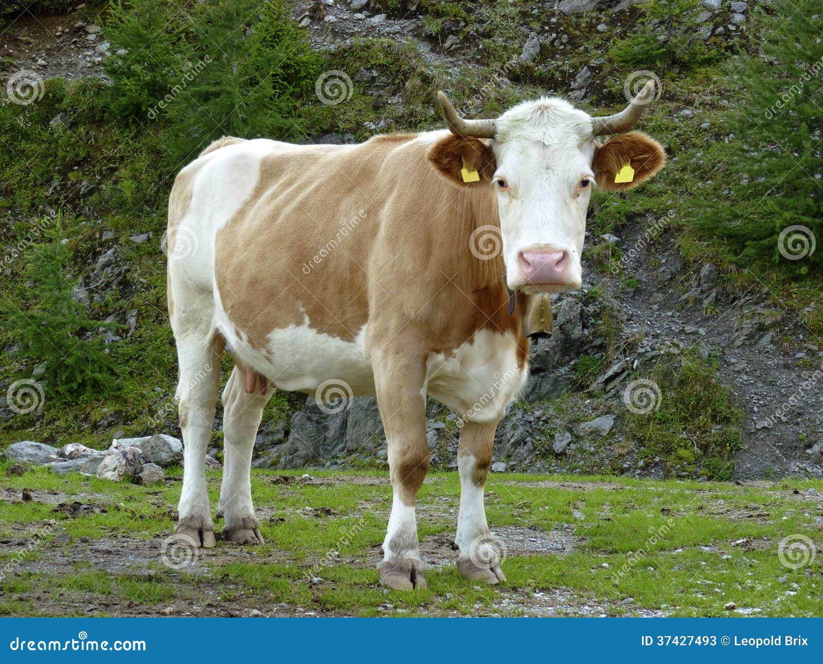 Vaca joven con la campana imagen de archivo. Imagen de crianza - 37427493