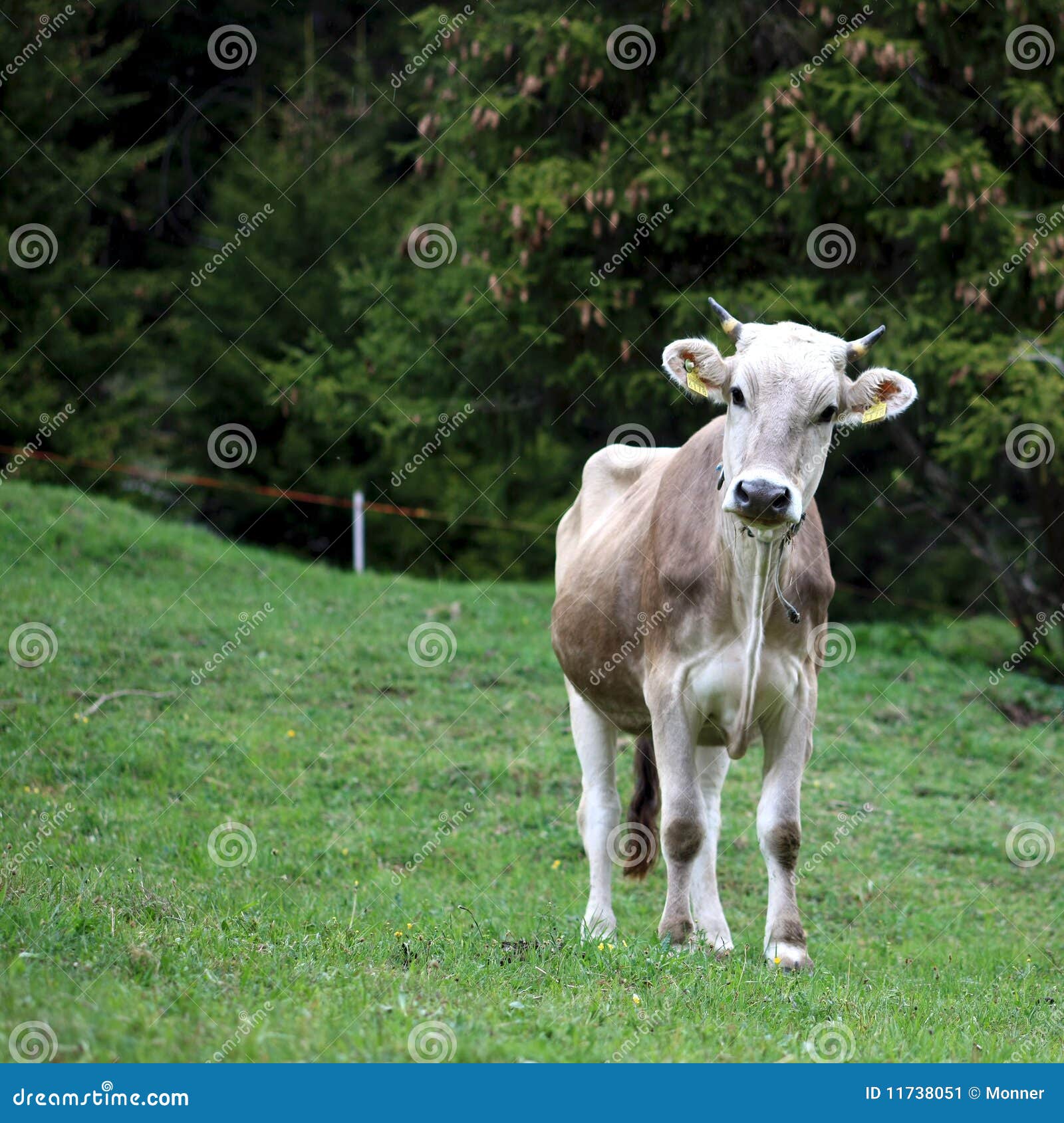 Vaca joven de Brown imagen de archivo. Imagen de animal - 11738051