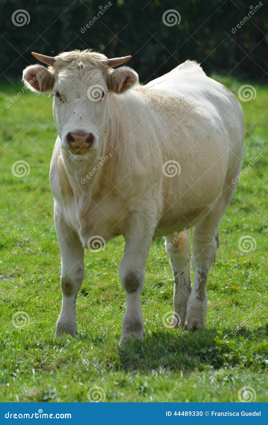 Vaca Joven De Charolais/vaca Joven De Charolles Foto de archivo ...