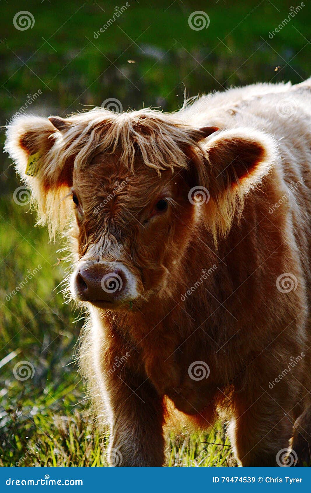 Vaca joven de la montaña imagen de archivo. Imagen de joven - 79474539