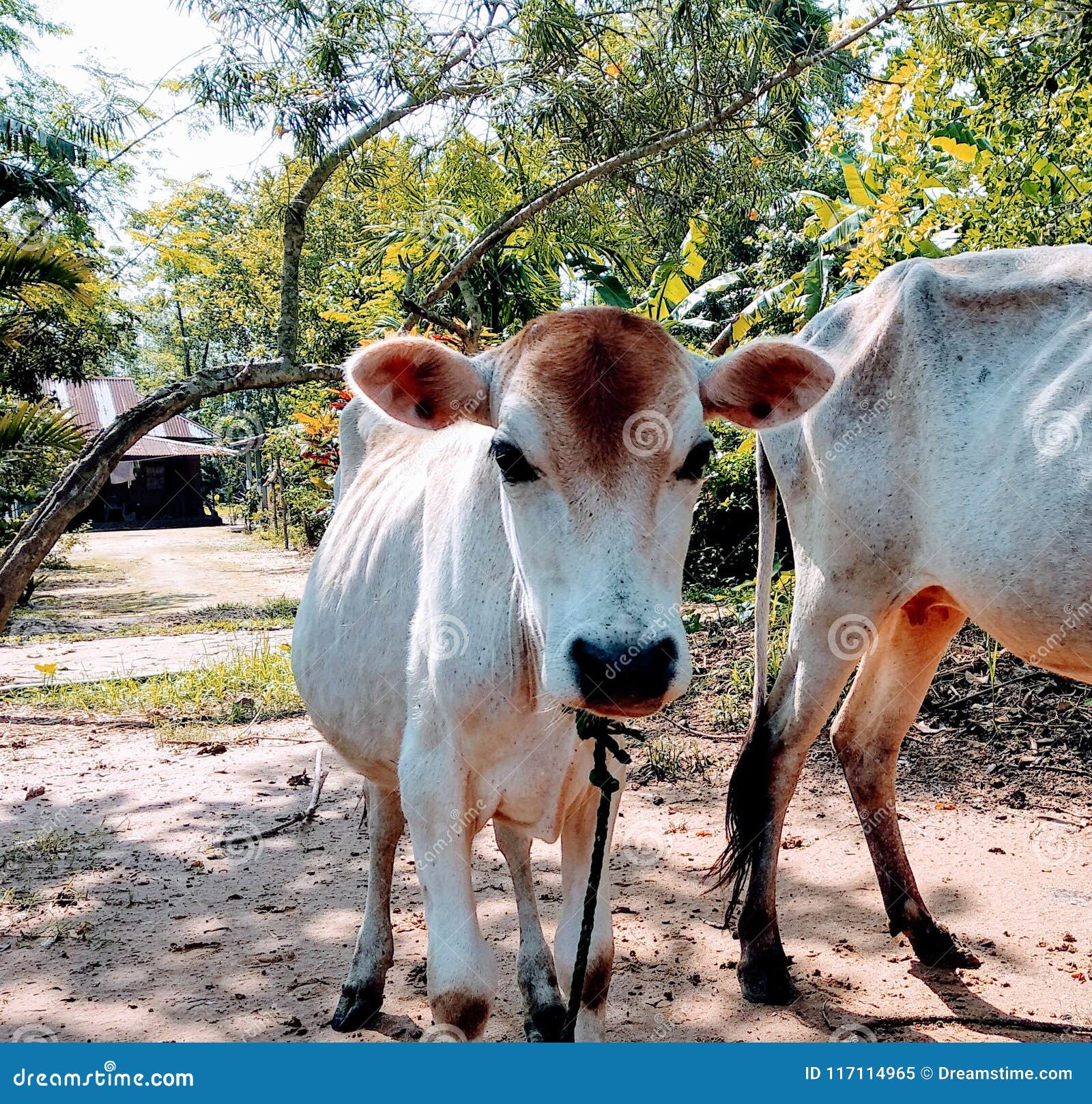 Vaca Joven Del Color Blanco Con Su Madre Imagen de archivo - Imagen de ...
