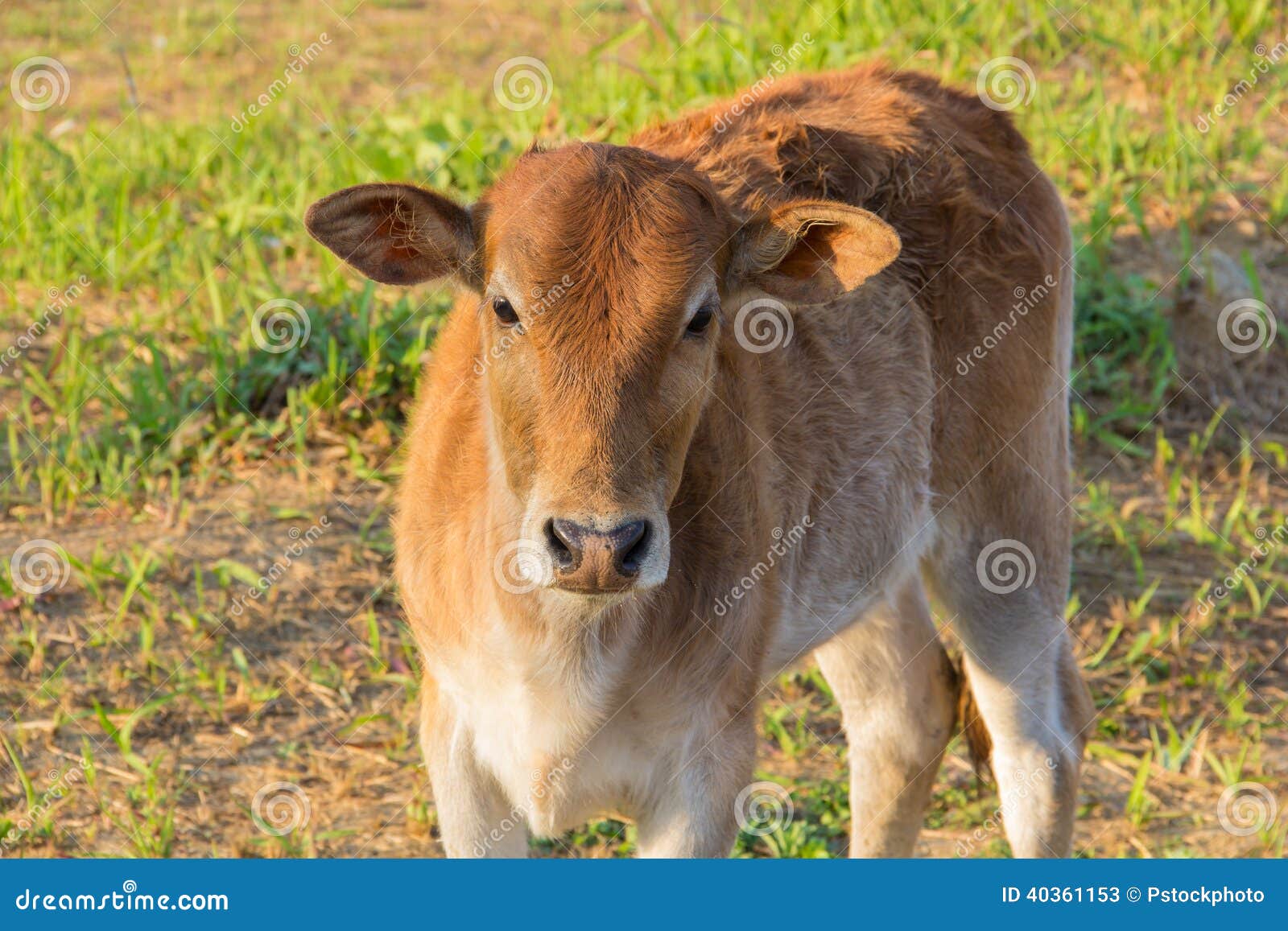 Vaca joven en el prado imagen de archivo. Imagen de rural - 40361153