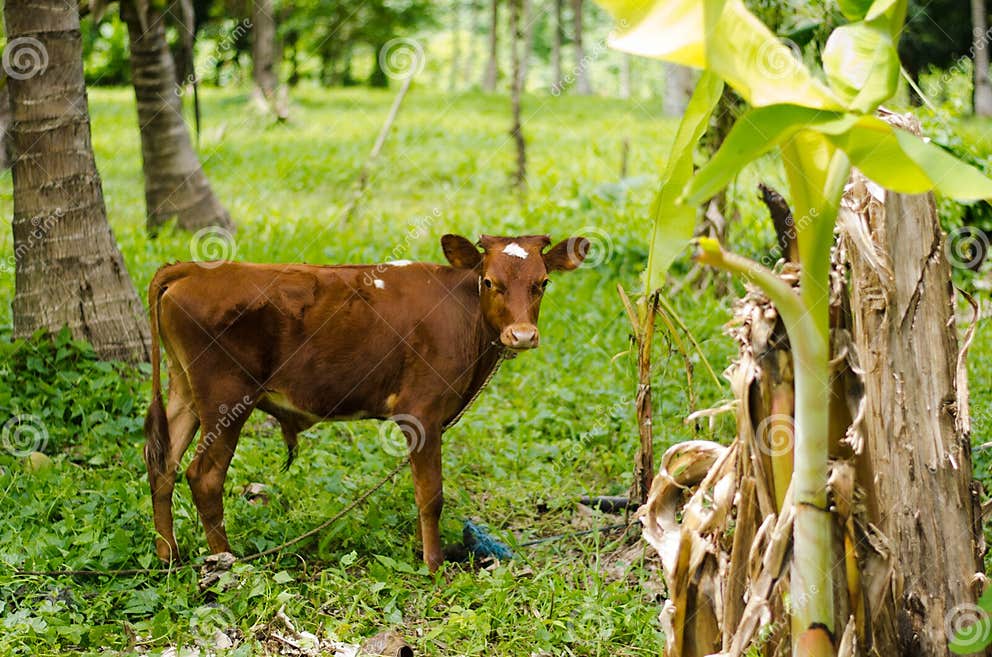 Vaca joven en selva imagen de archivo. Imagen de aldea - 38731327