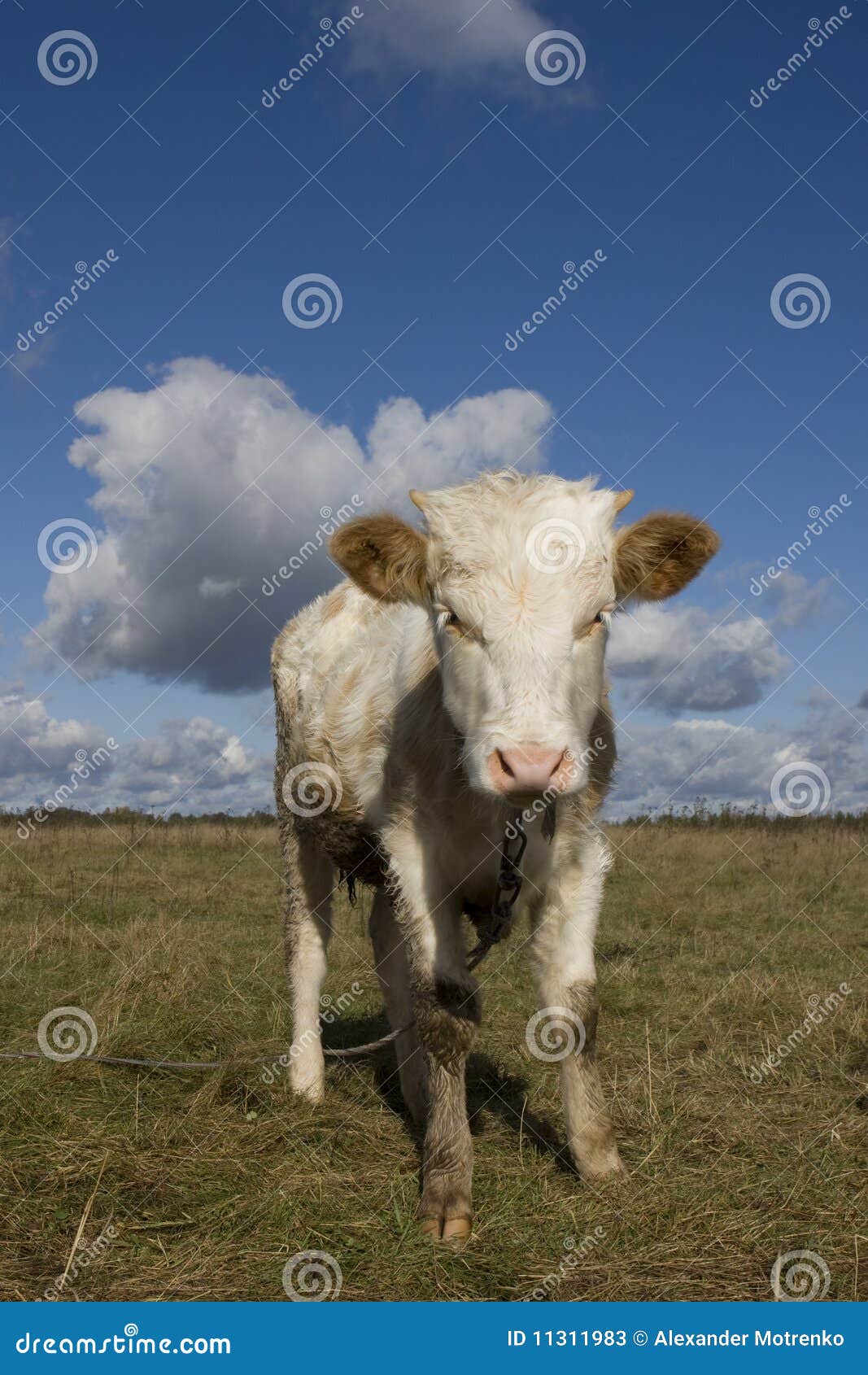 Vaca Joven En Un Campo De Hierba Imagen de archivo - Imagen de lindo ...