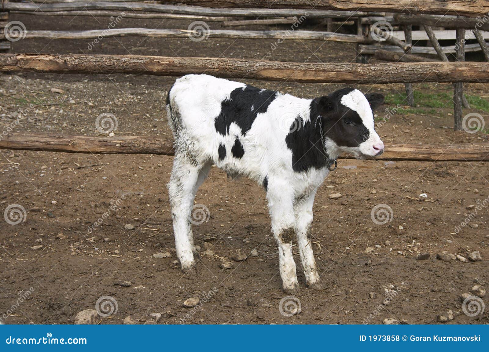 Vaca joven en una granja foto de archivo. Imagen de cuero - 1973858