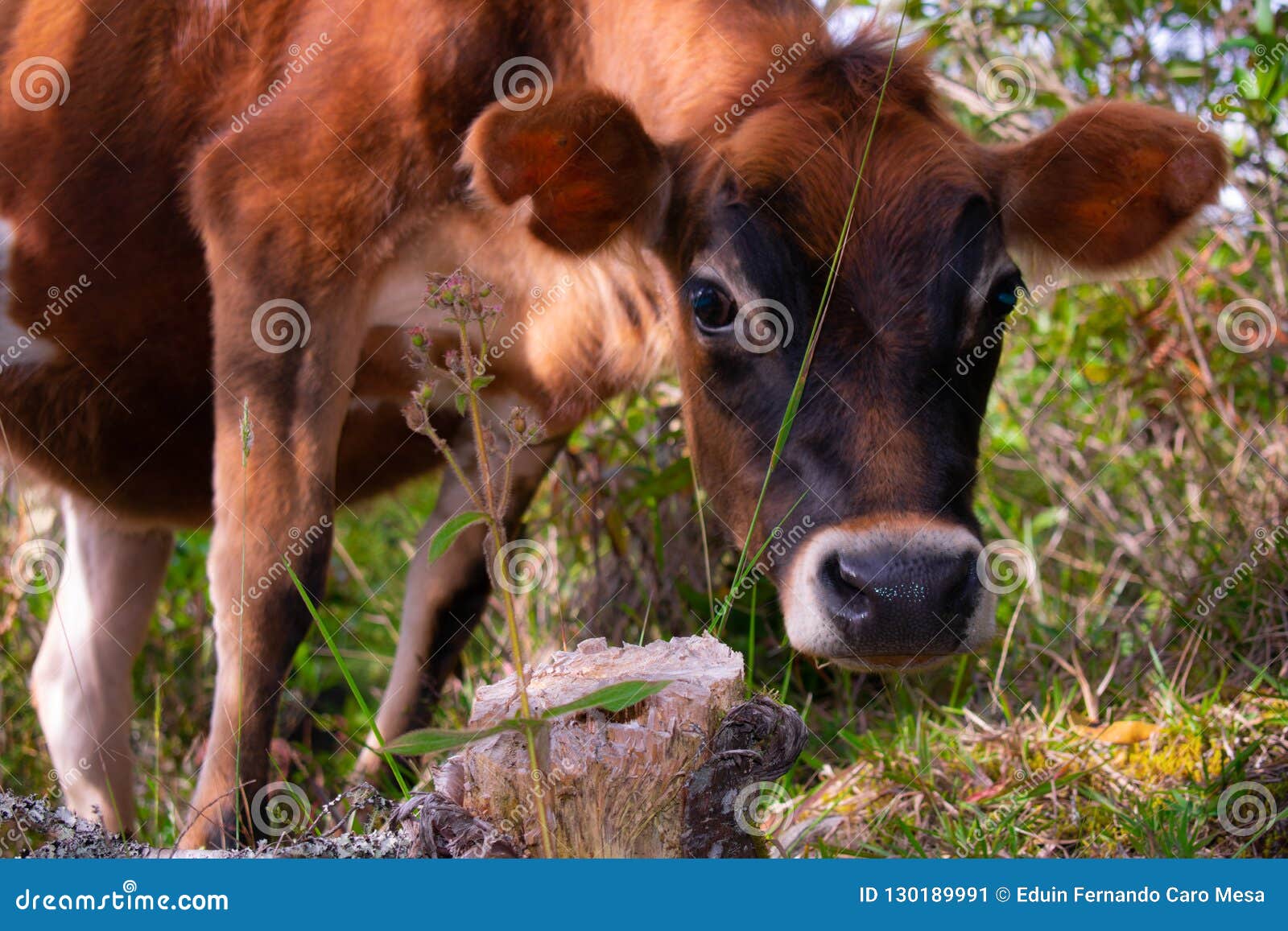 Vaca Joven Que Mira Fijamente Curiosamente Imagen de archivo - Imagen ...