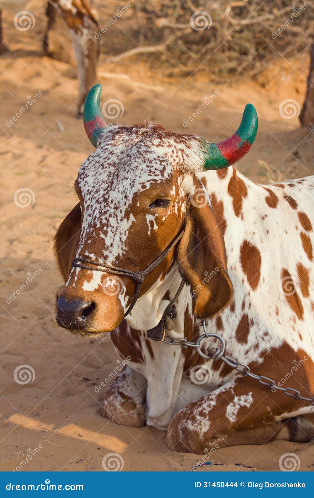 Vaca, la India. foto de archivo. Imagen de indio, espiritualidad - 31450444