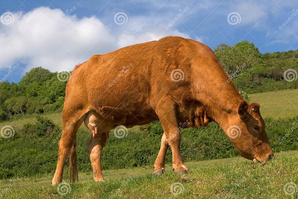 Vaca lechera imagen de archivo. Imagen de ubres, vaca - 14769657