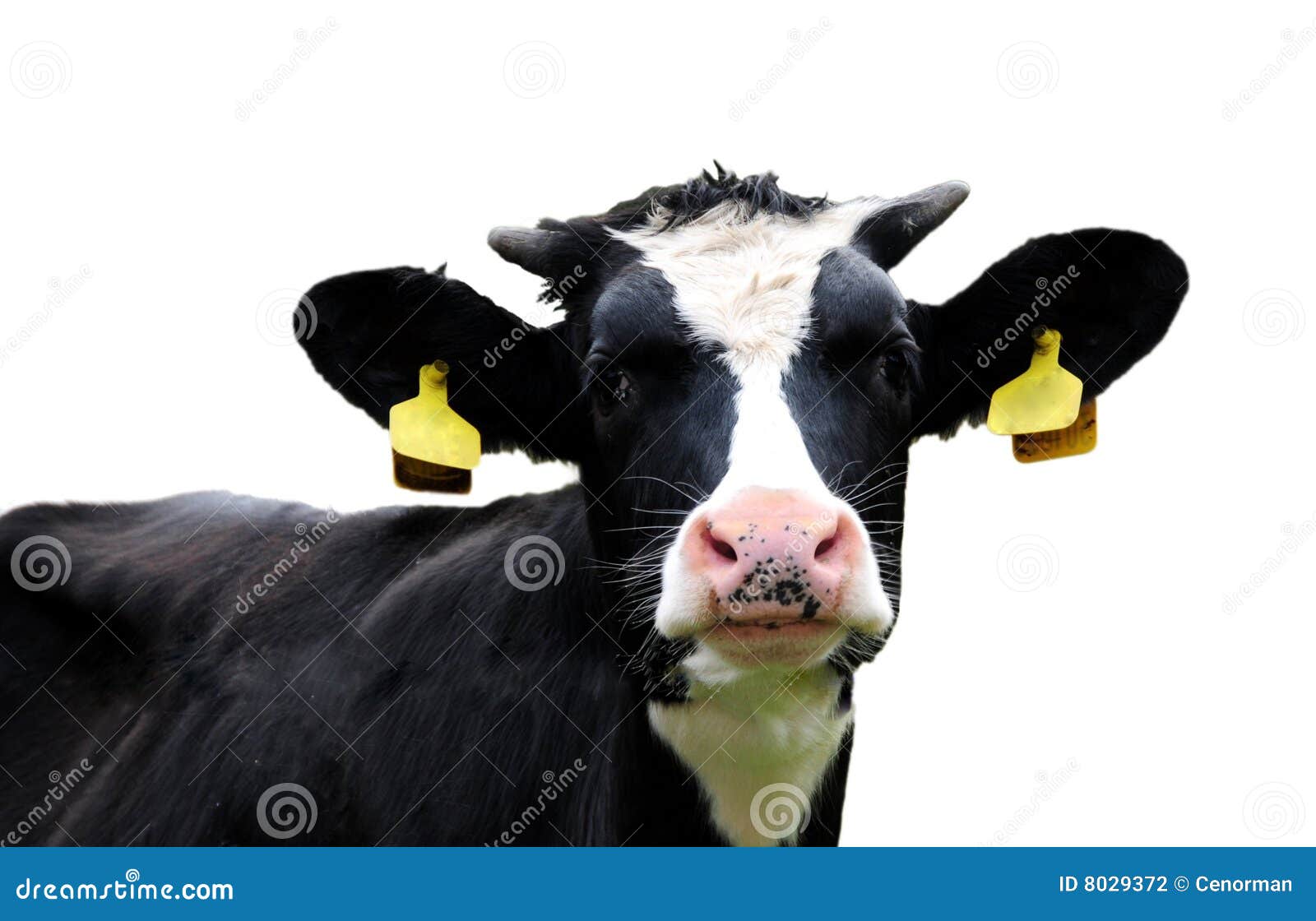 Vaca Lechera Fotografía de archivo - Imagen: 8029372