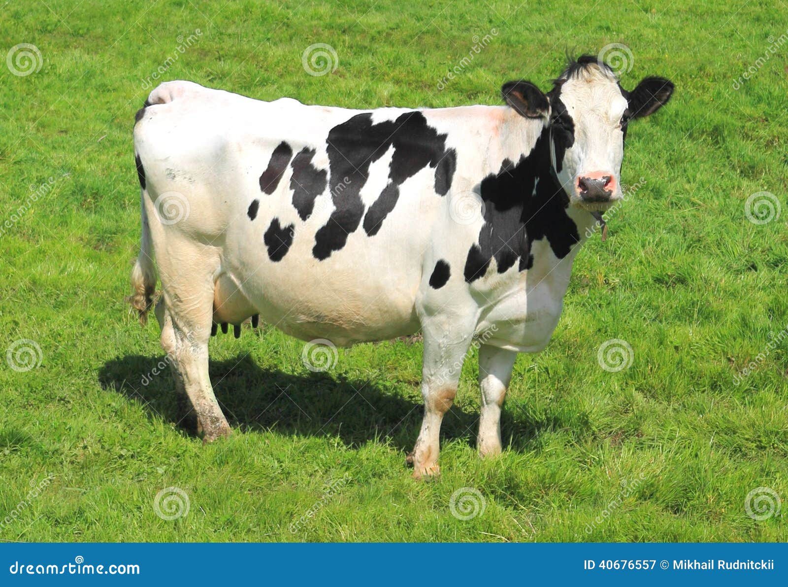 Vaca Lechera Blanca Con Los Puntos Negros Imagen de archivo - Imagen de ...