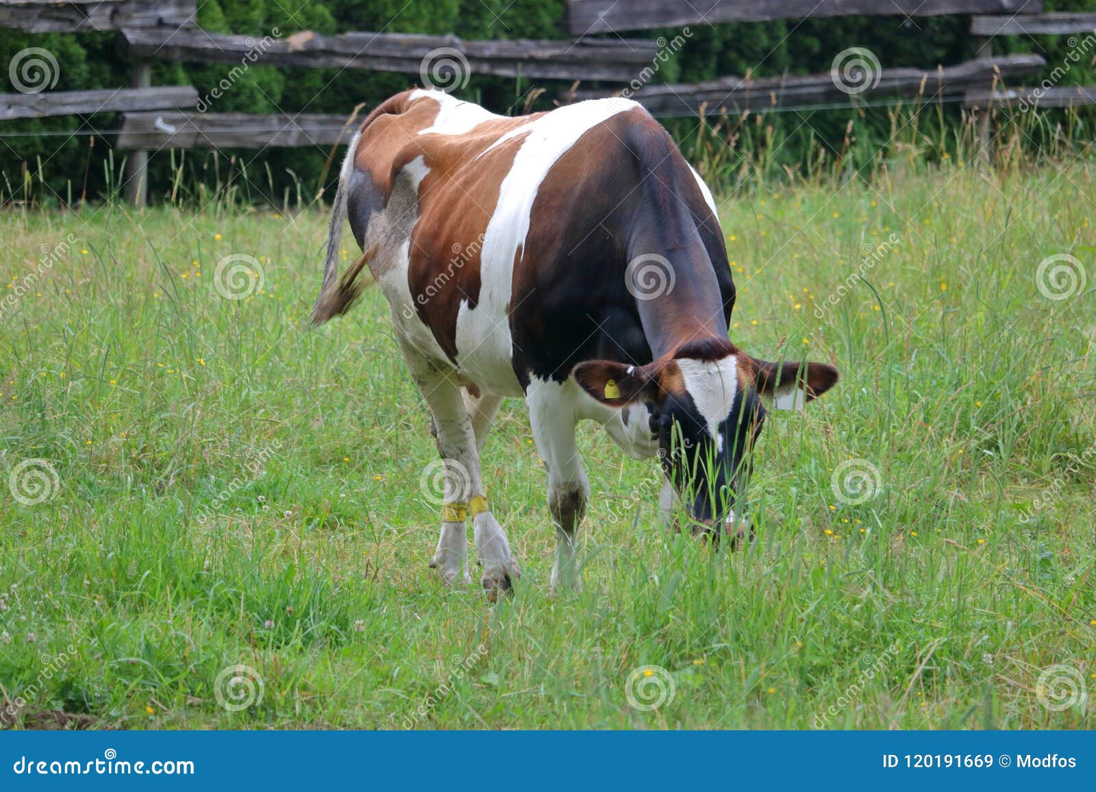 Vaca Lechera Con Los Problemas De Salud Imagen de archivo - Imagen de ...